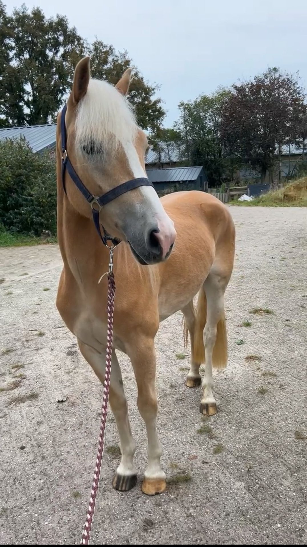 Haflinger Mare 3 years 14,1 hh in Deurne