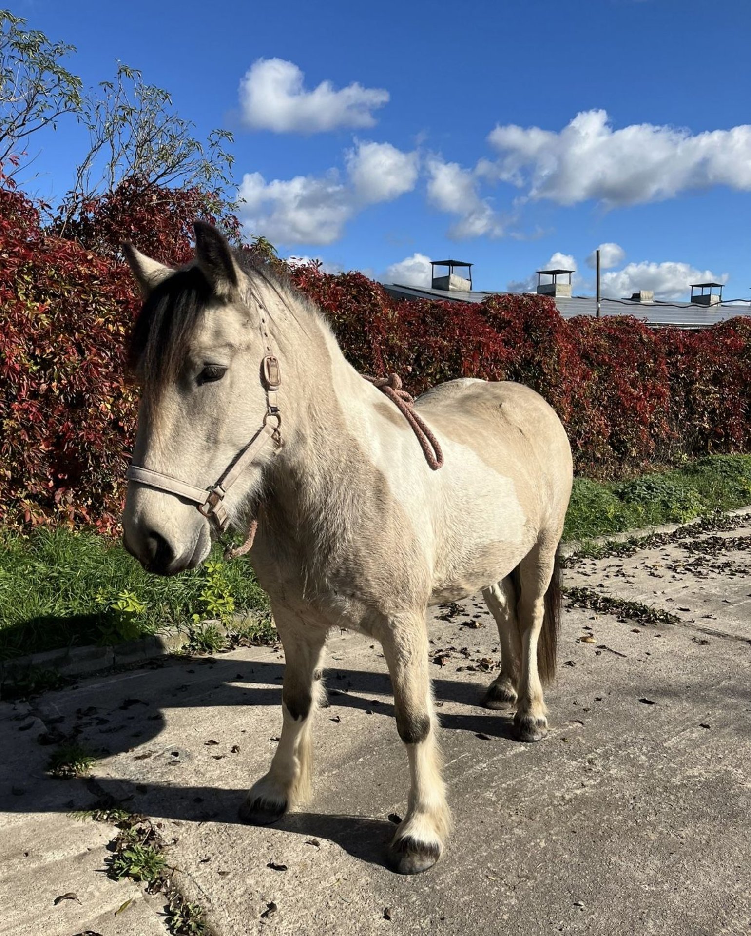 Gypsy Horse Mare 5 years 14,2 hh Buckskin in Sydower Fließ
