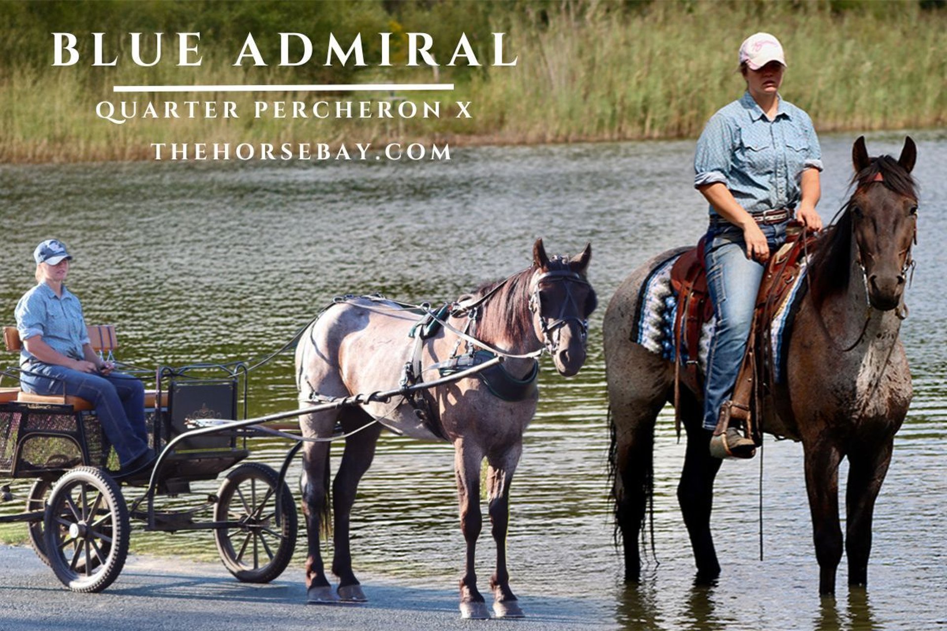 Percheron Mix Gelding 4 years 15,1 hh Roan-Blue in Hesperia, MI