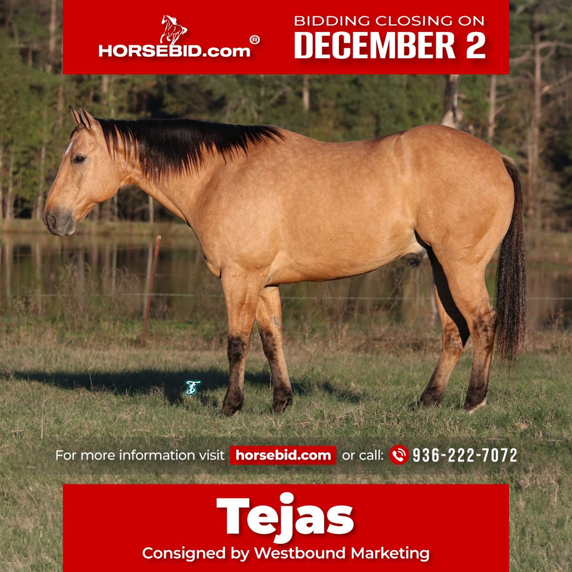 American Quarter Horse Gelding 9 years 15,3 hh Dun in Carthage