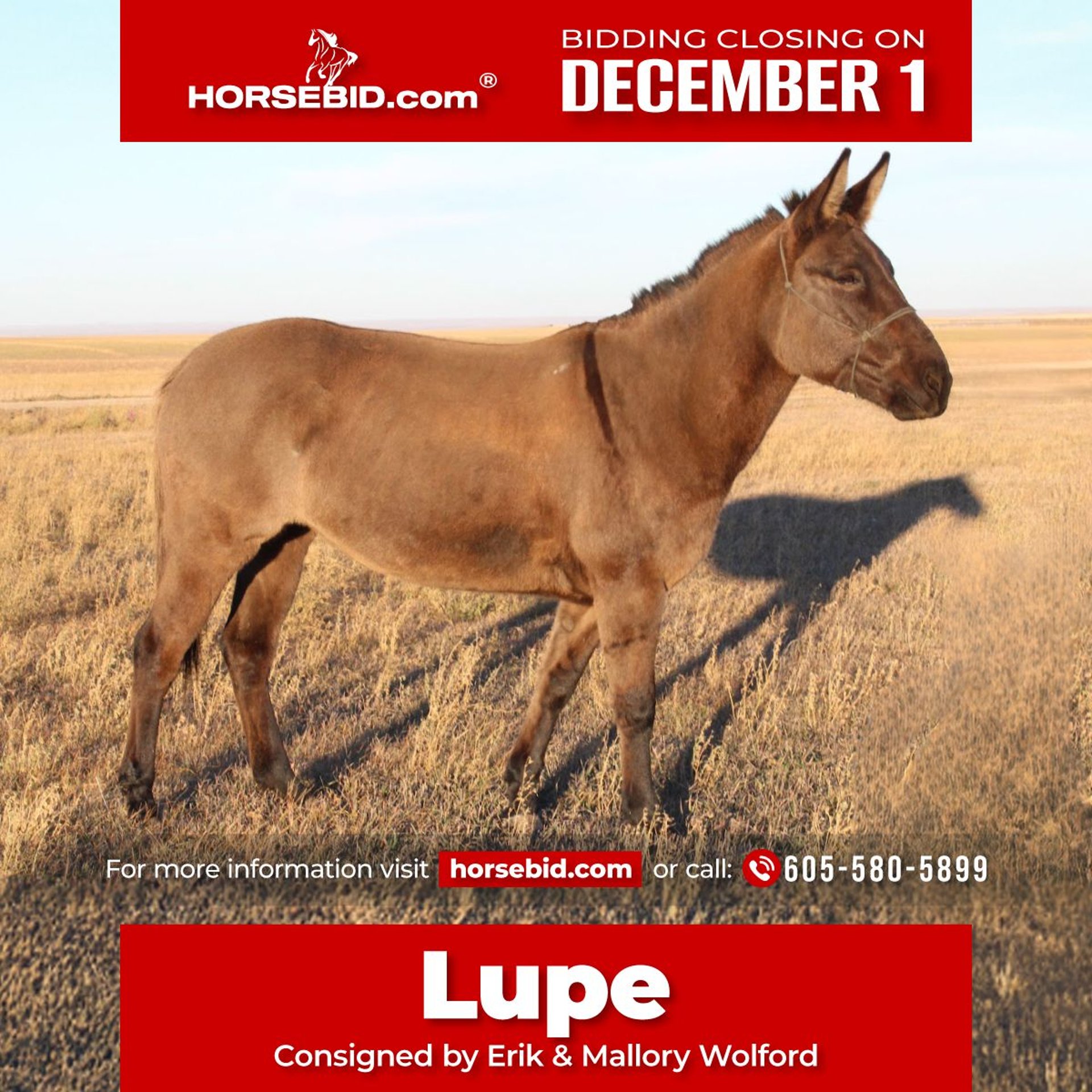 Mule Mare 6 years 14,3 hh Grullo in Whitewood