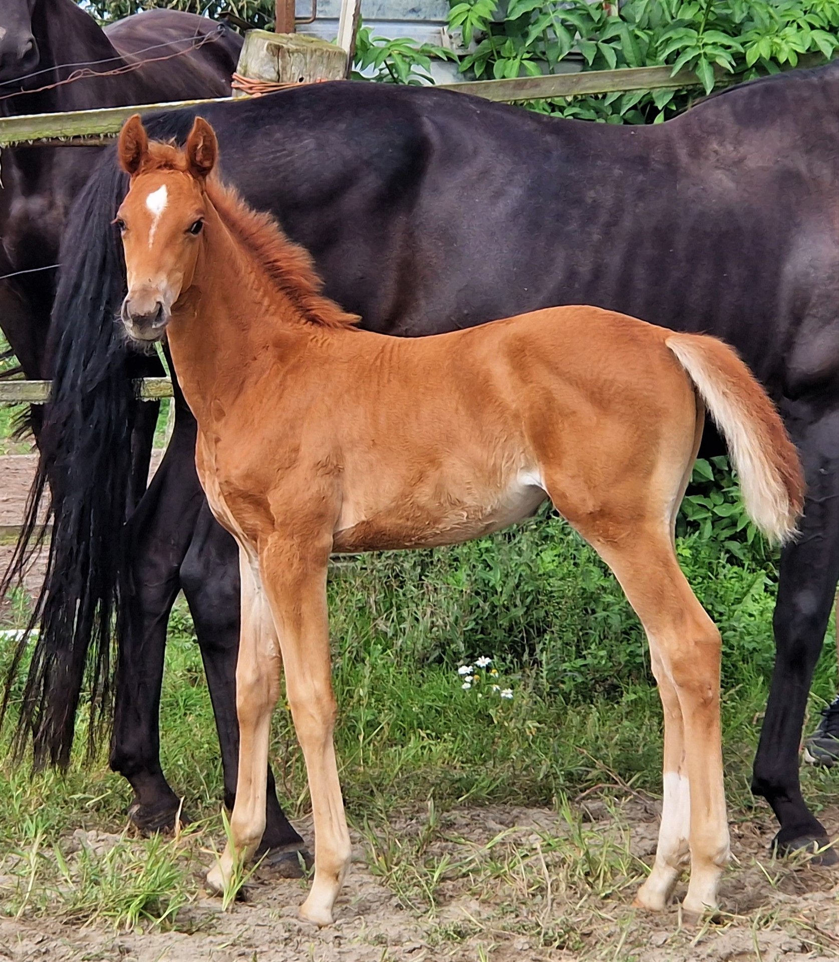 Oldenburg Mare 2 years 16,2 hh Chestnut in Ehrenburg