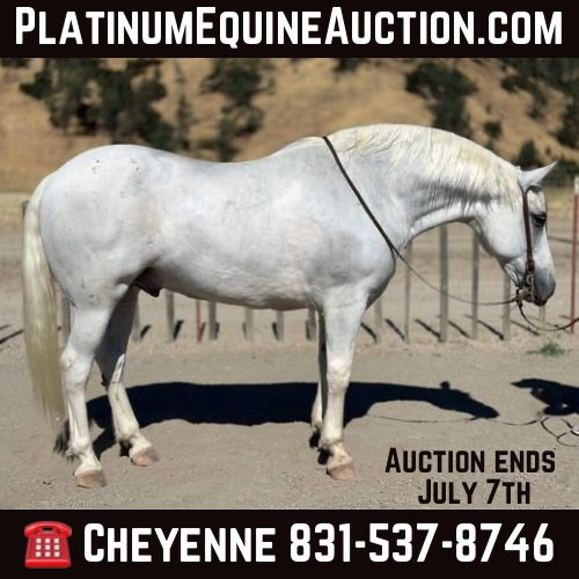 American Quarter Horse Gelding 14 years 15 hh Grey in Bitterwater CA