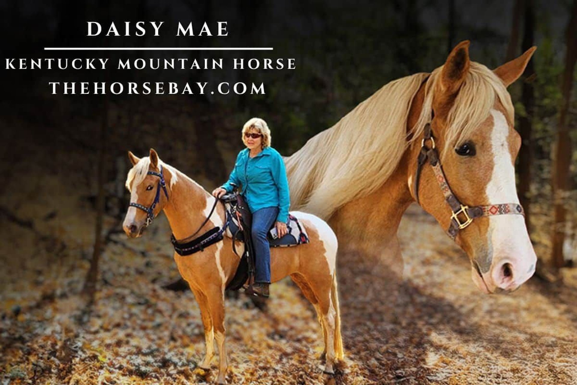 Kentucky Mountain Saddle Horse Mare 5 years 14,3 hh Palomino in ...