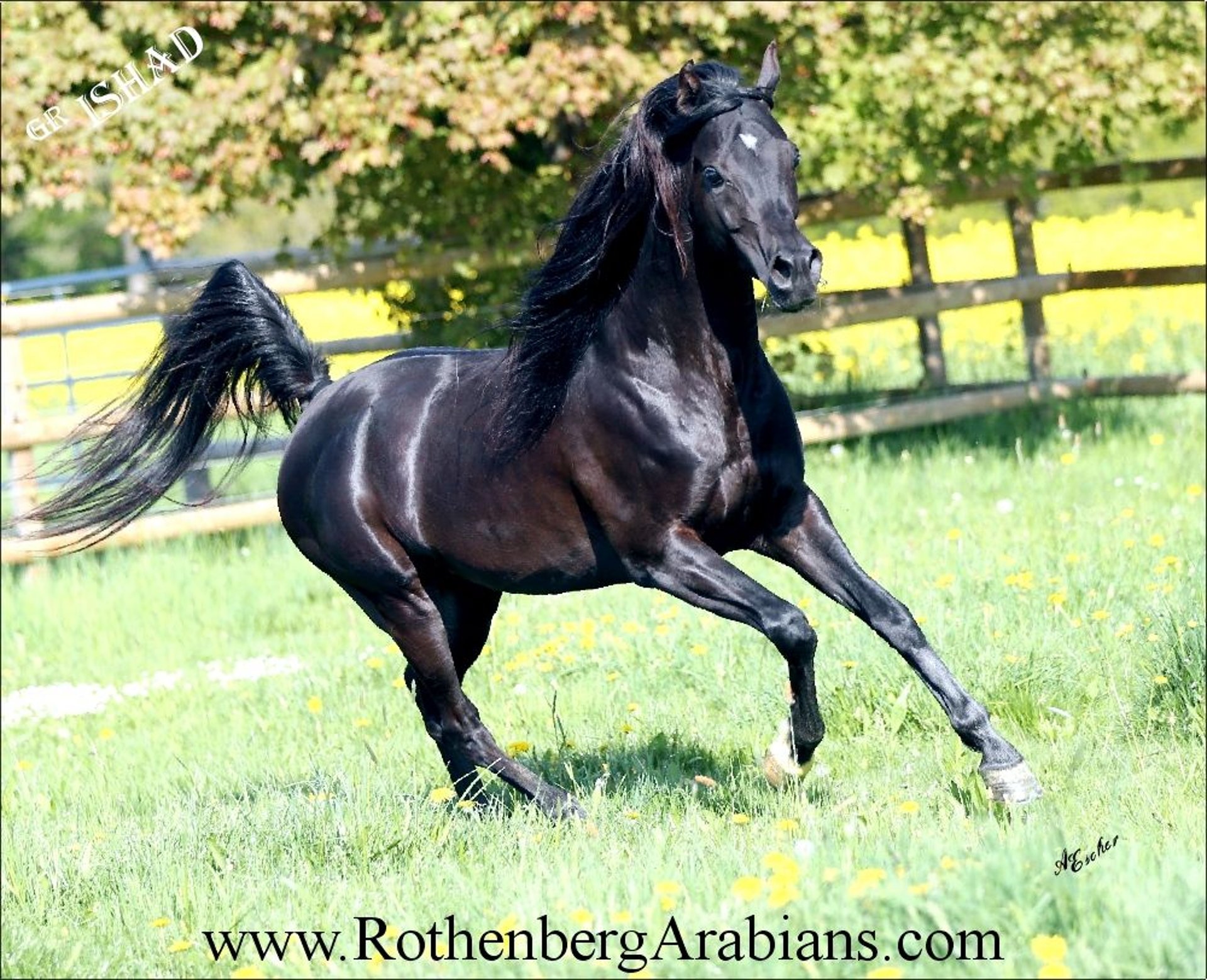 REIN ÄGYPTISCHE VOLLBLUTARABER-HENGSTE Ägyptischer Araber Hengst Rappe ...