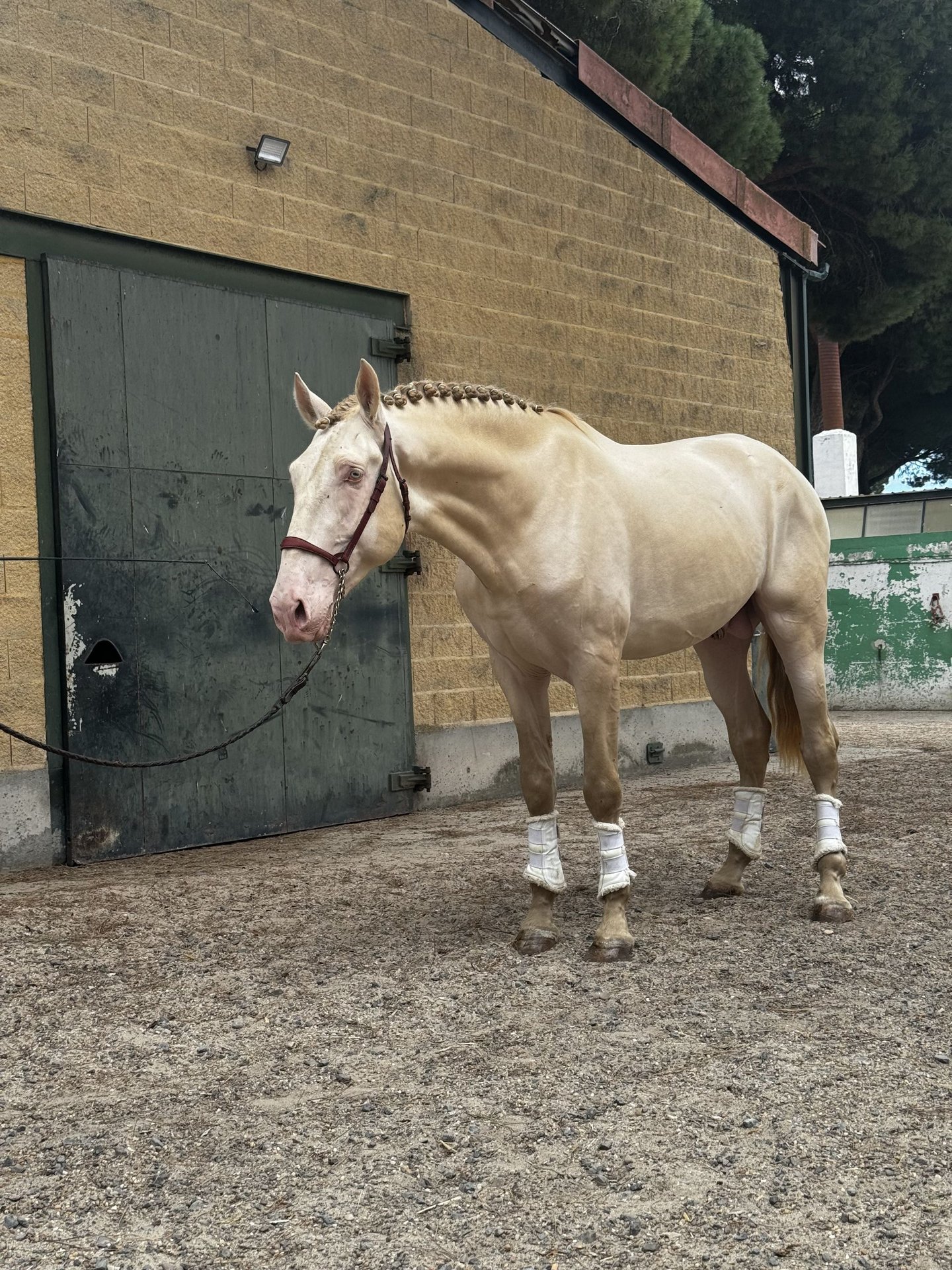 PRE Stallion Perlino in Arevalo