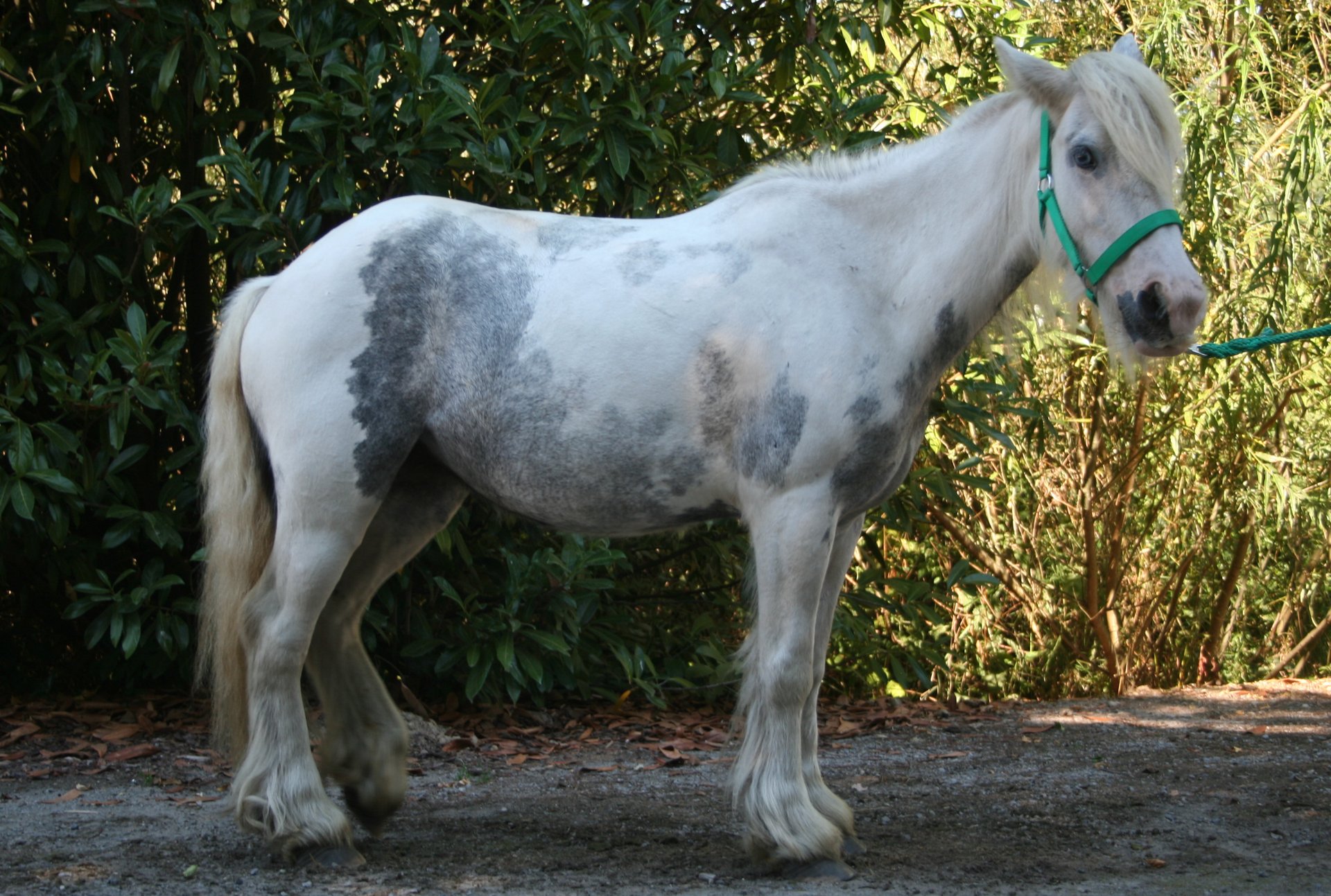 Tinker Merrie 6 Jaar 130 cm Gevlekt-paard in Lathen