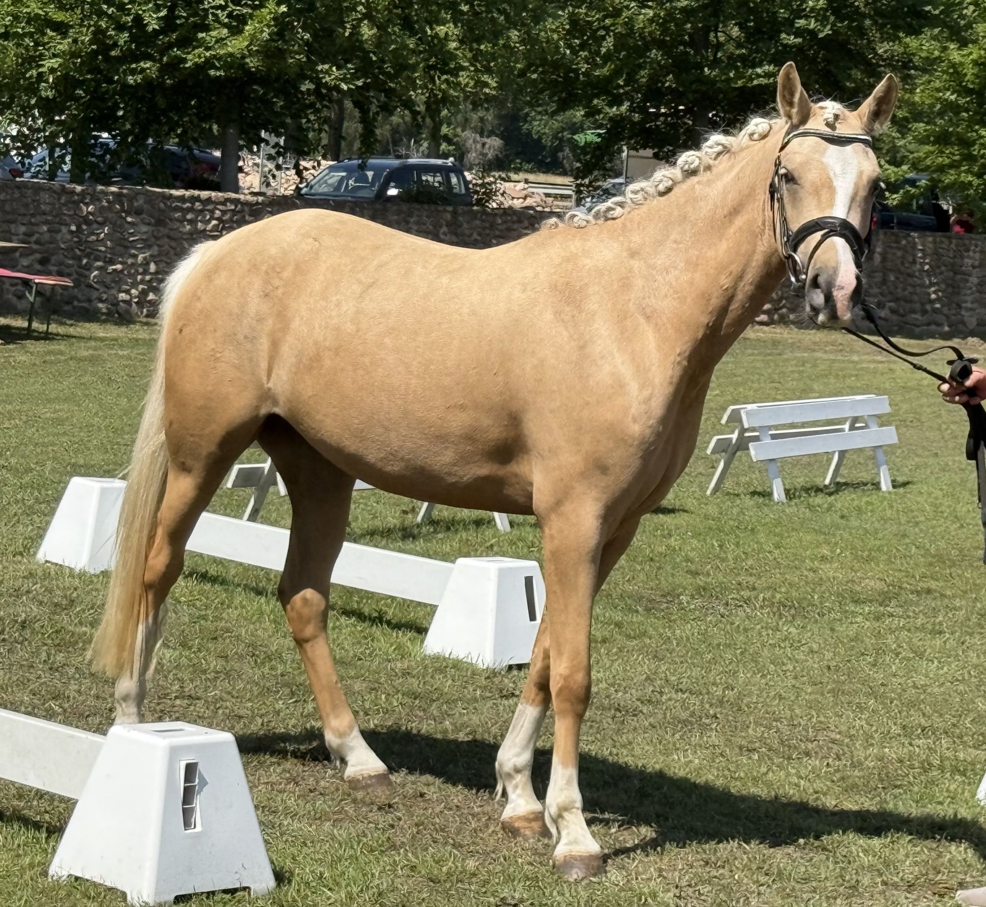 German Riding Pony Mare 3 years 14,1 hh Palomino in Treuenbrietzen