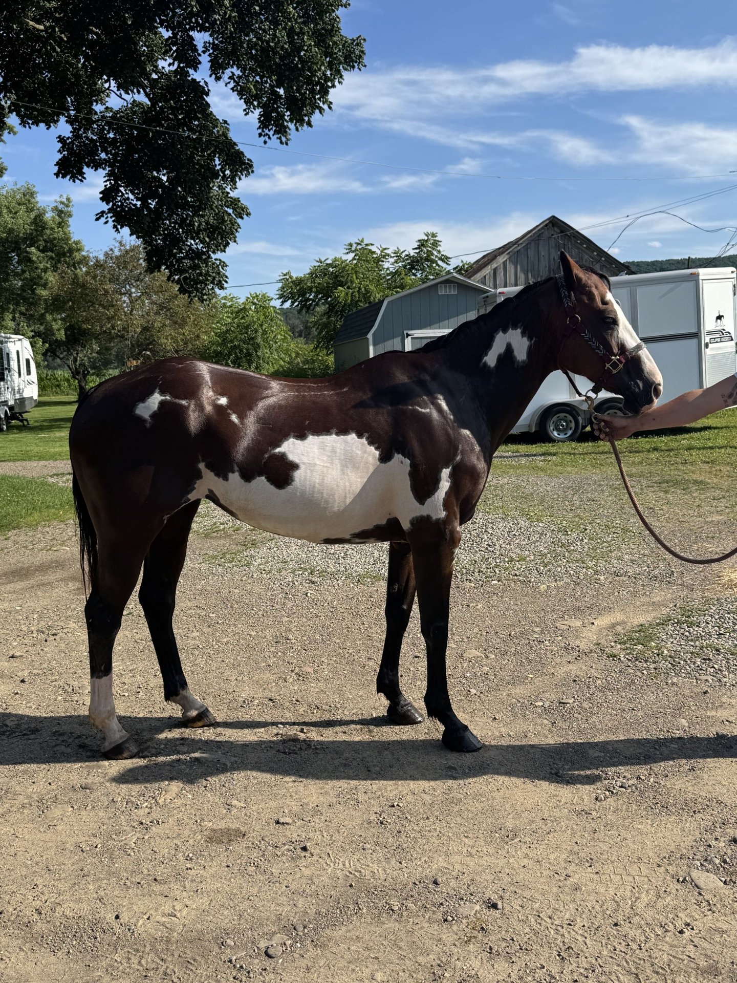 American Paint Horse Mare 12 years 15 hh Overo-all-colors in Belmont
