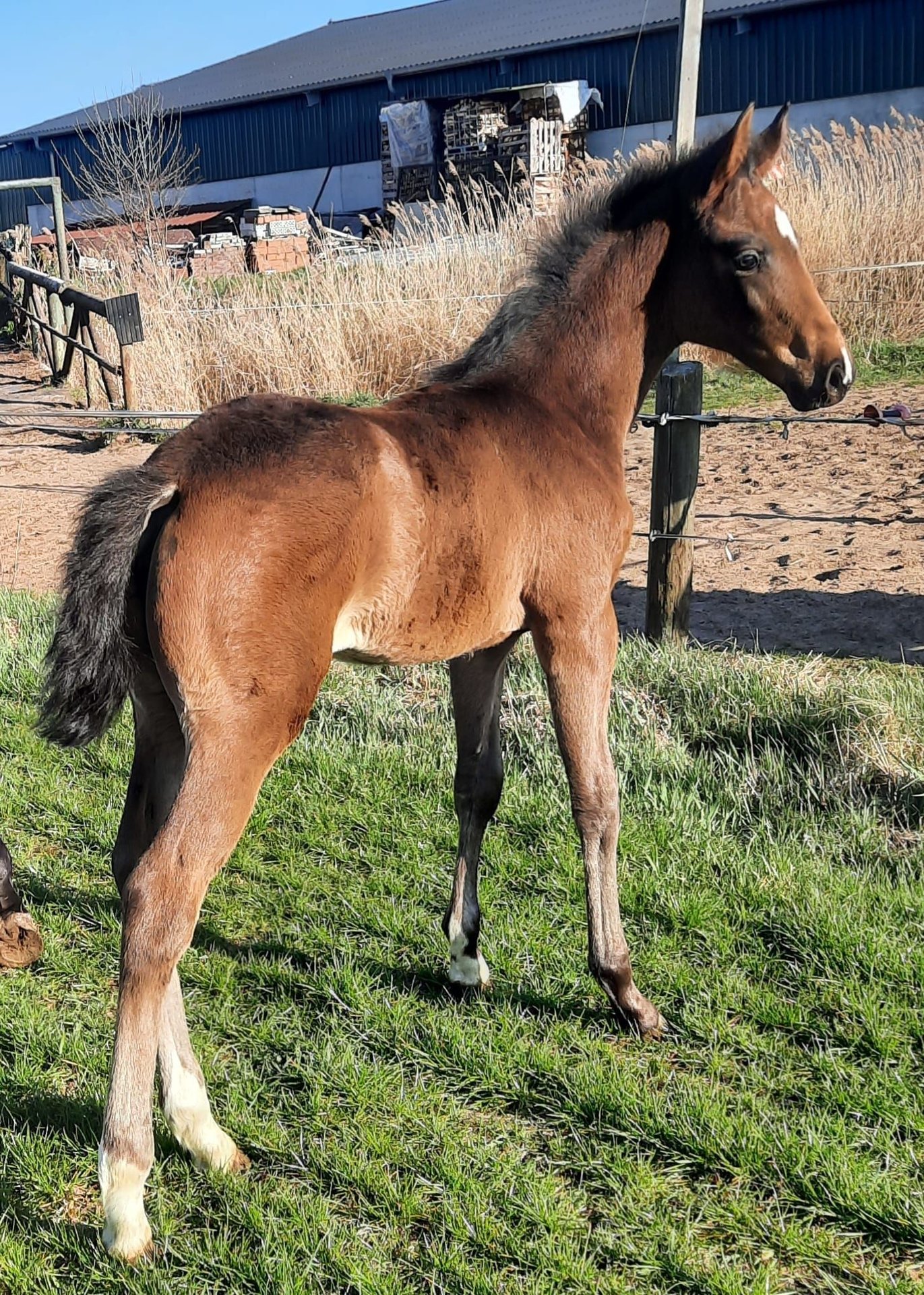 Hanoverian Mare 16,2 hh Bay-Dark in Haselünne
