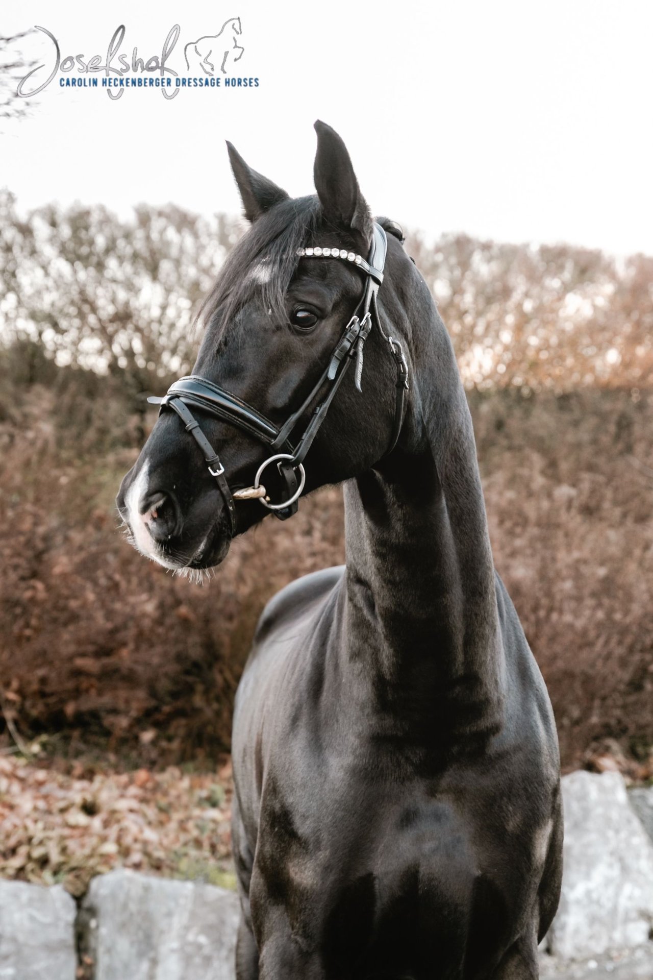 German Sport Horse Gelding 9 years 17 hh Black in Oberstadion