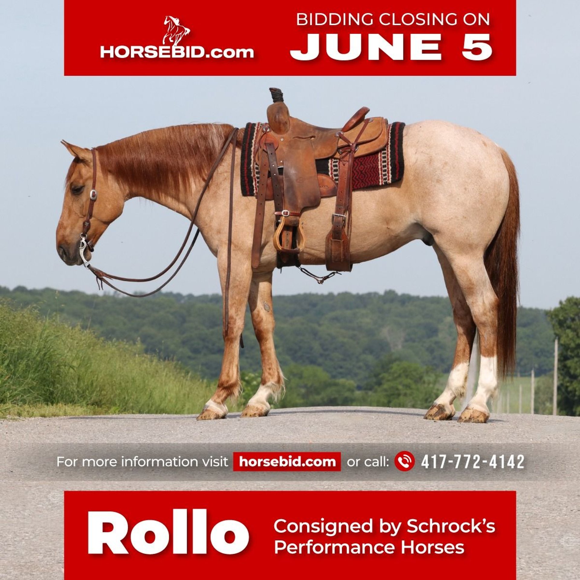 Draft Horse Mix Gelding 5 years 15 hh in Purdy, MO