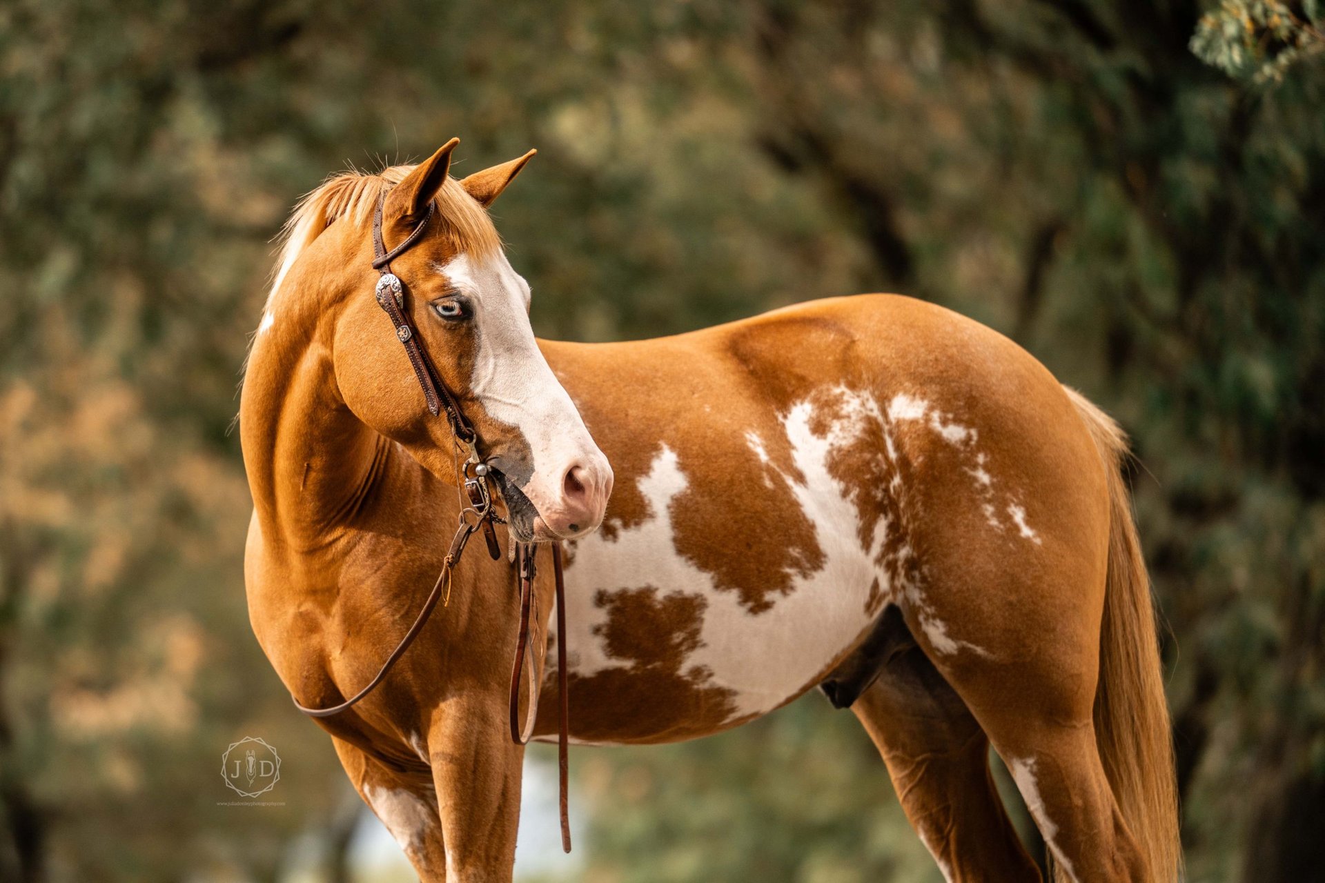 Weitere Ponys/Kleinpferde Wallach 4 Jahre 137 cm Schecke in Lebanon