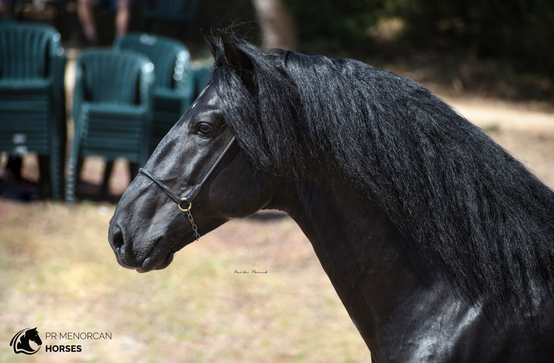 Menorquin Stallion 8 years 15,2 hh Black in Menorca