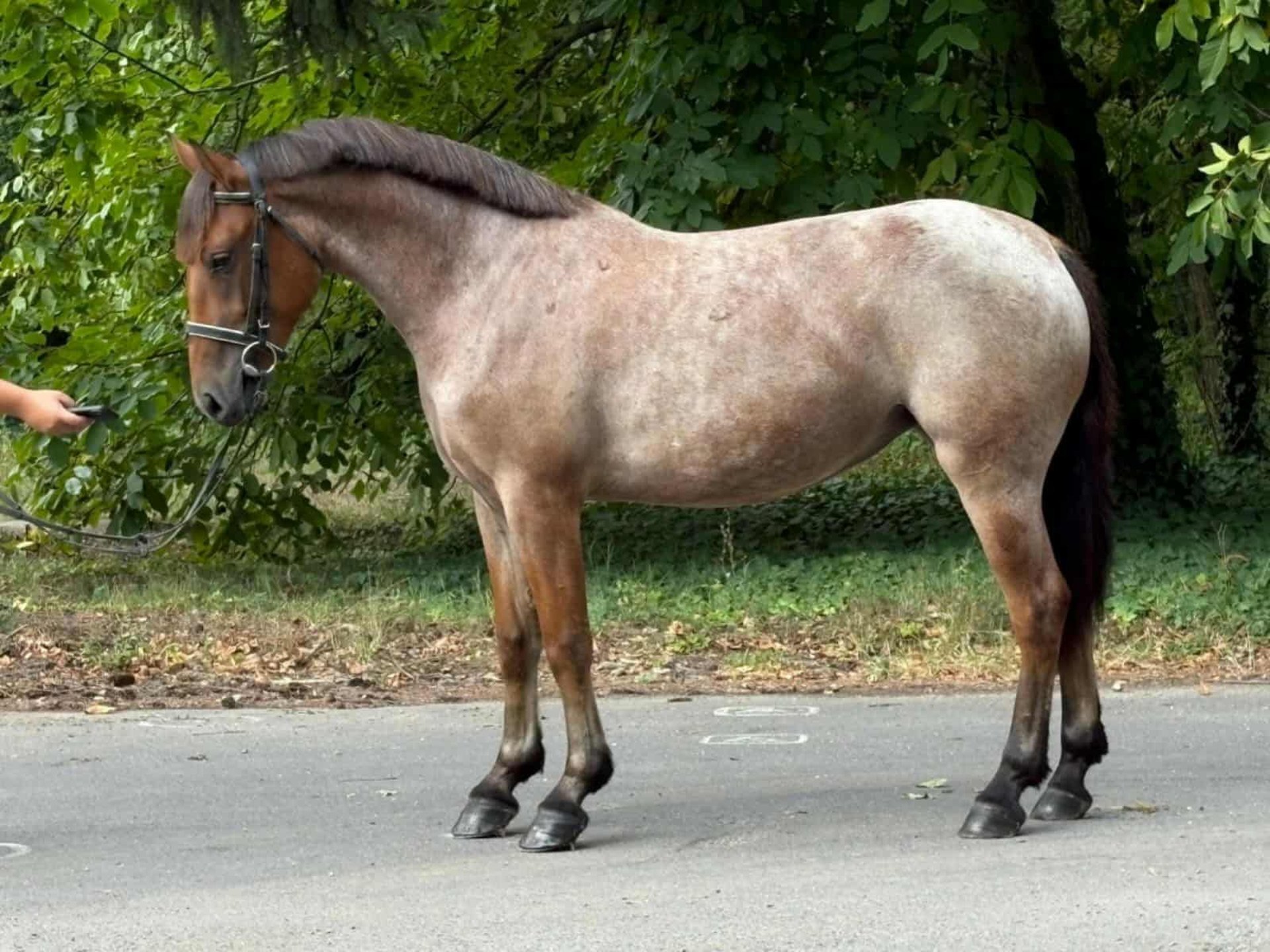 Meer ponys/kleine paarden Merrie 5 Jaar 148 cm Roan-Red in Mezőhegyes