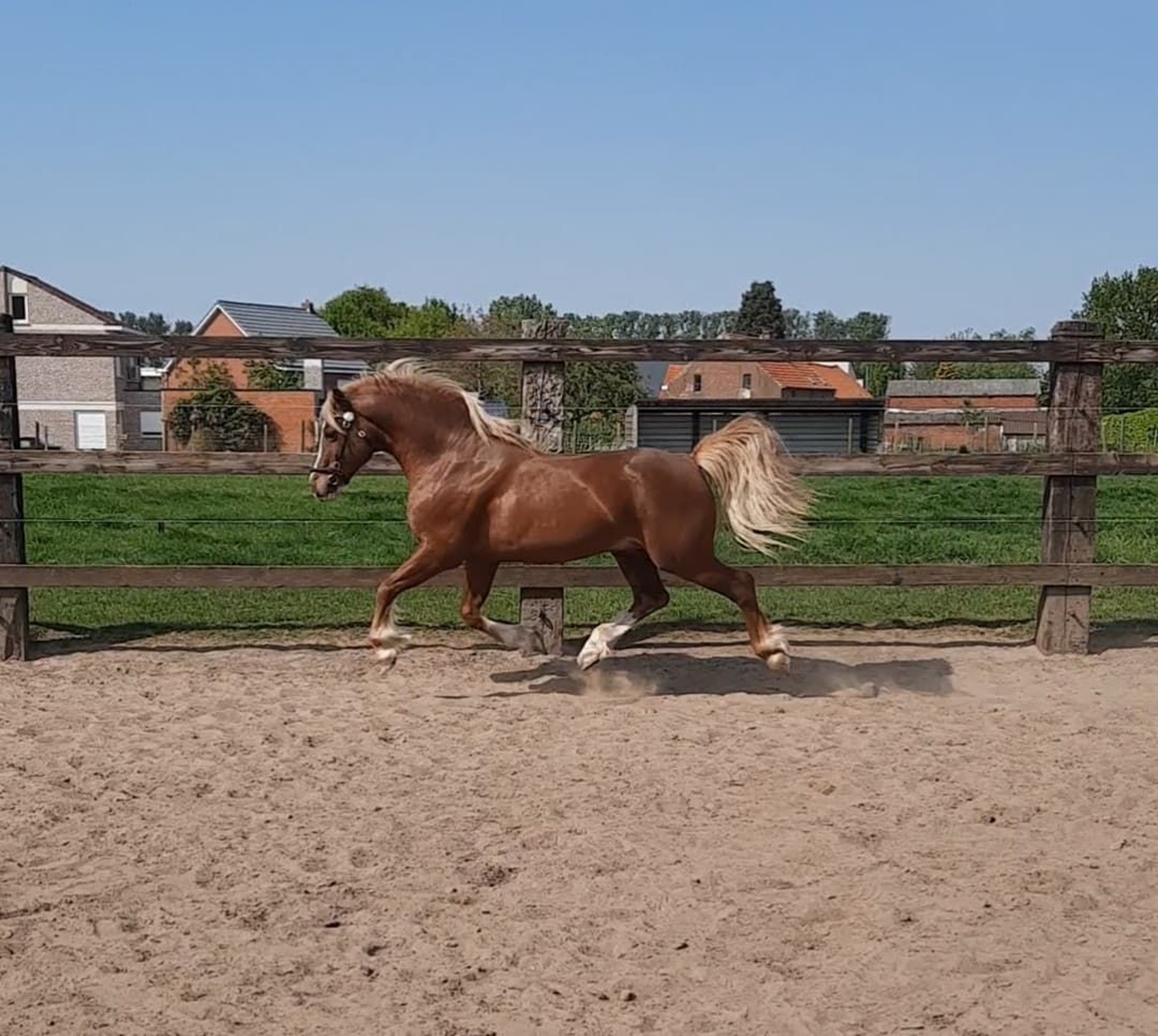 Welsh C (of Cob Type) Stallion 17 years 13,1 hh Chestnut-Red in Puurs
