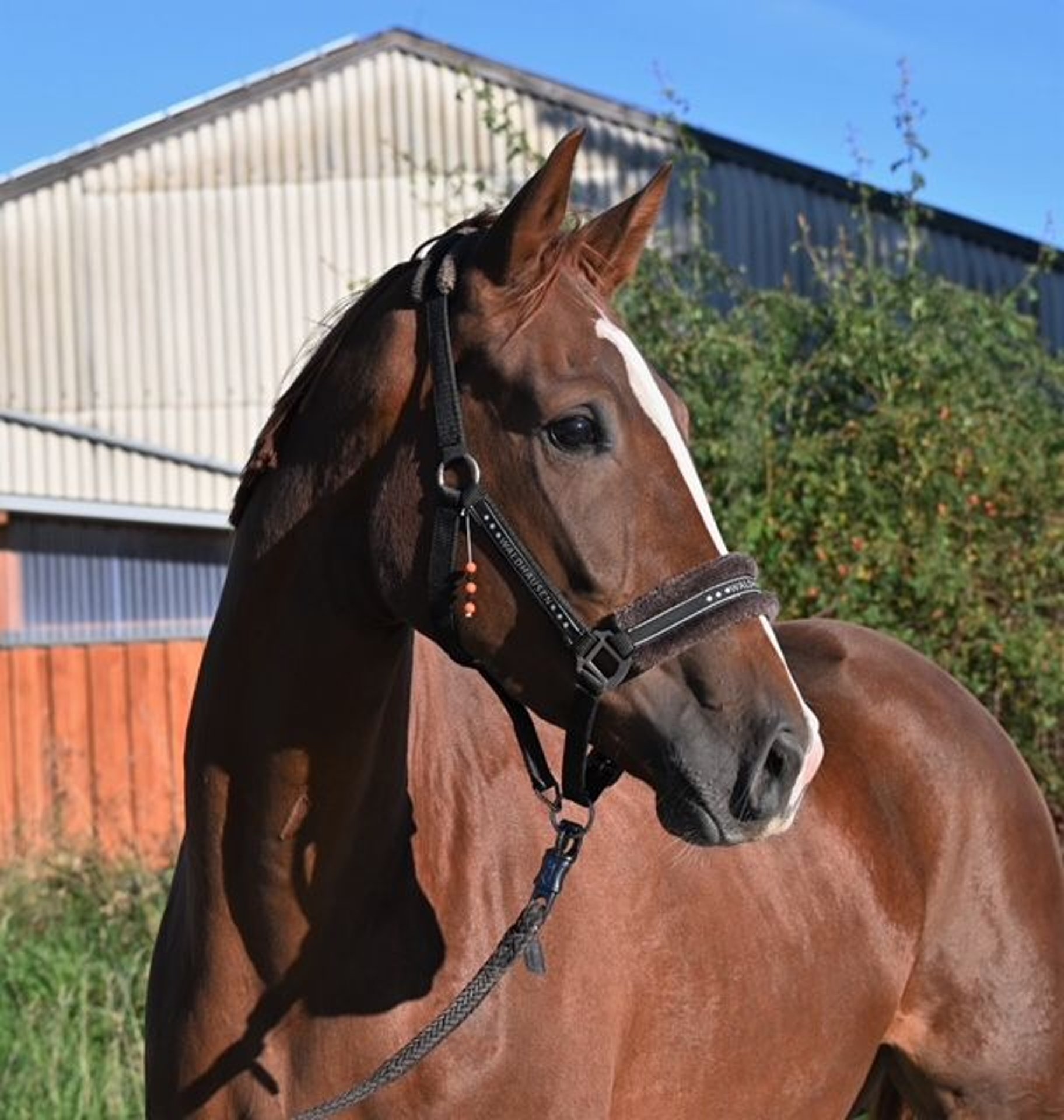 Hanoverian Mare 6 years 16,2 hh Chestnut-Red in Drackenstein