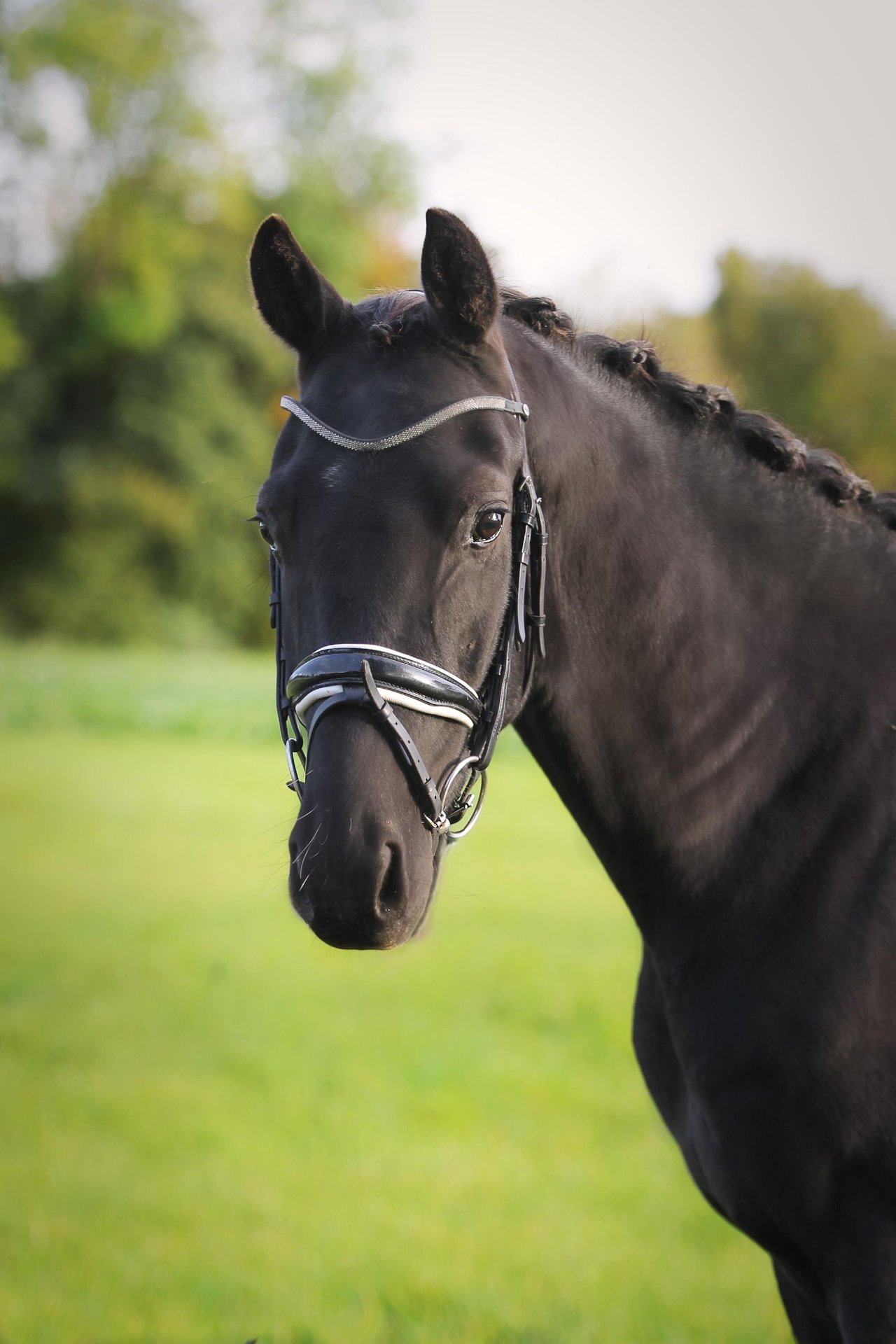 Hanoverian Gelding 4 years 15,2 hh Black in Ennigerloh