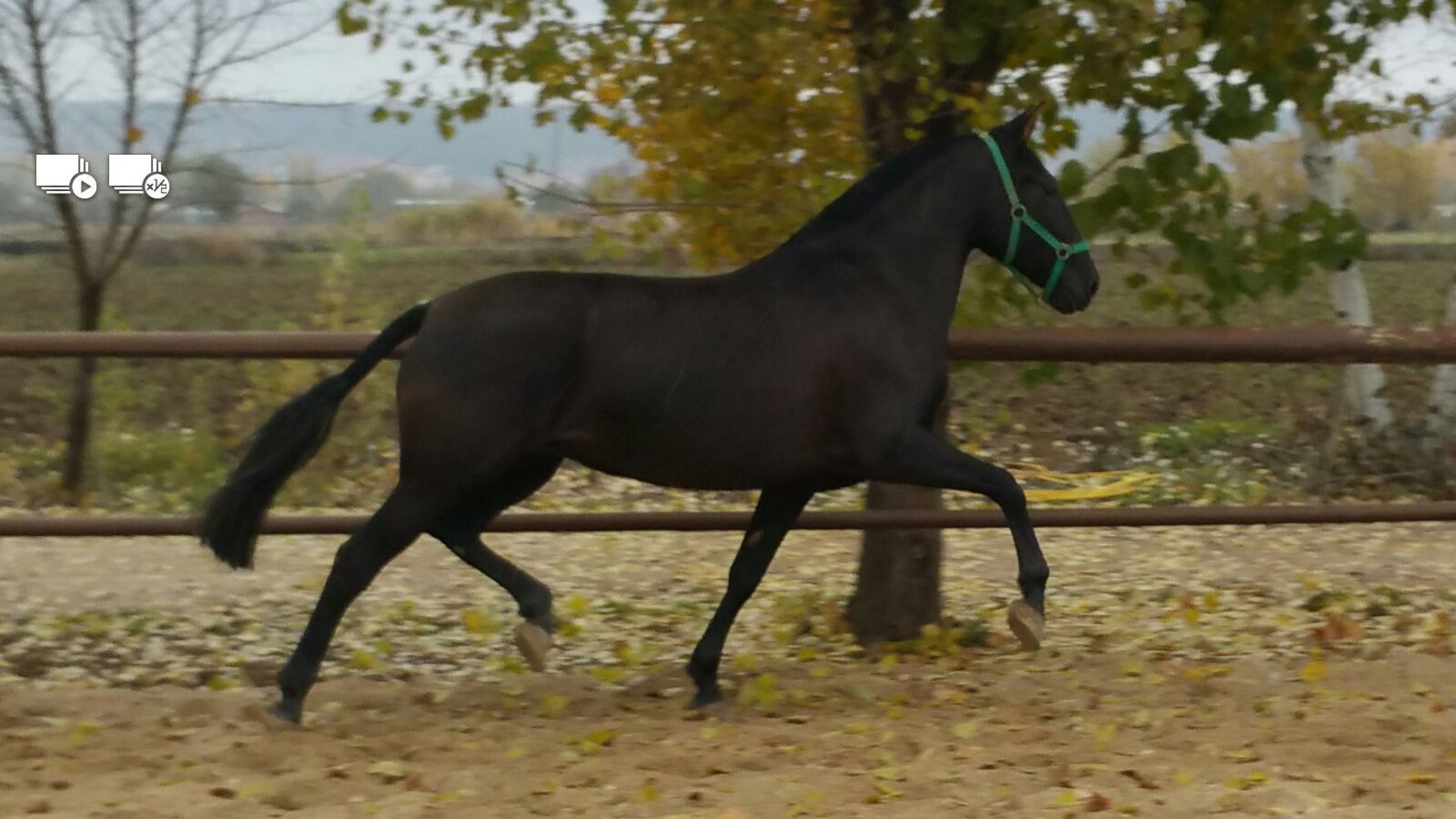 PRE Mix Stallion 2 years Black in MADRID