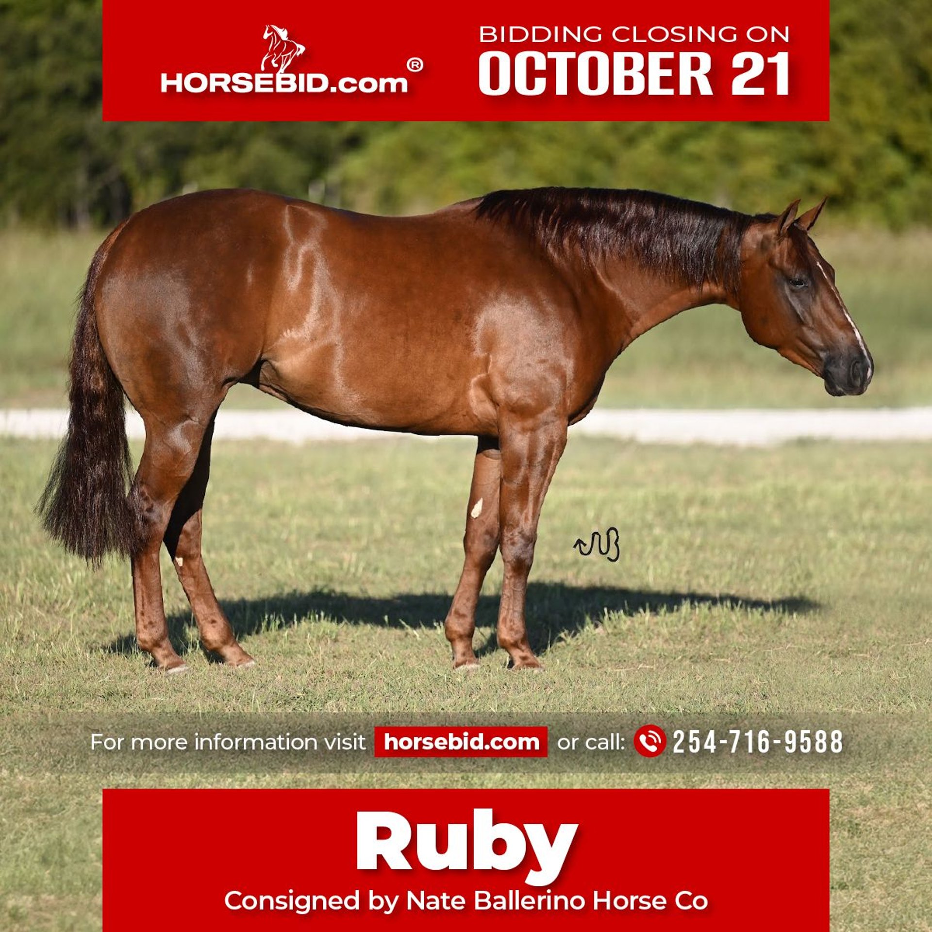 American Quarter Horse Mare 3 years 14,2 hh Sorrel in Waco, TX