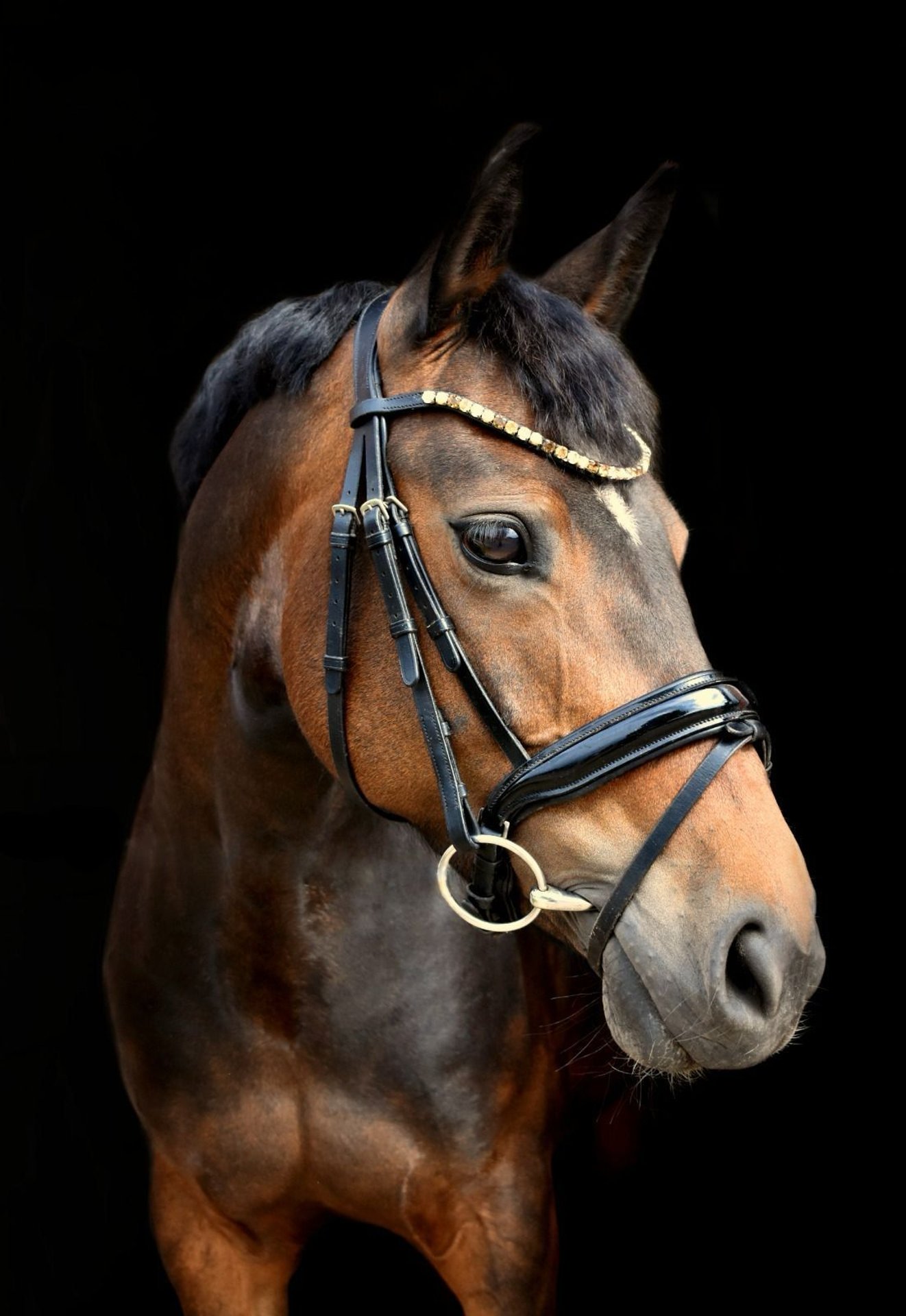Weitere Ponys/Kleinpferde Stute 8 Jahre 148 cm Brauner in Lyhren