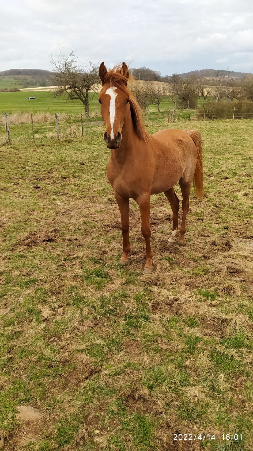 Arabian horses Mare 5 years 15 hh Chestnut-Red in Lautertal