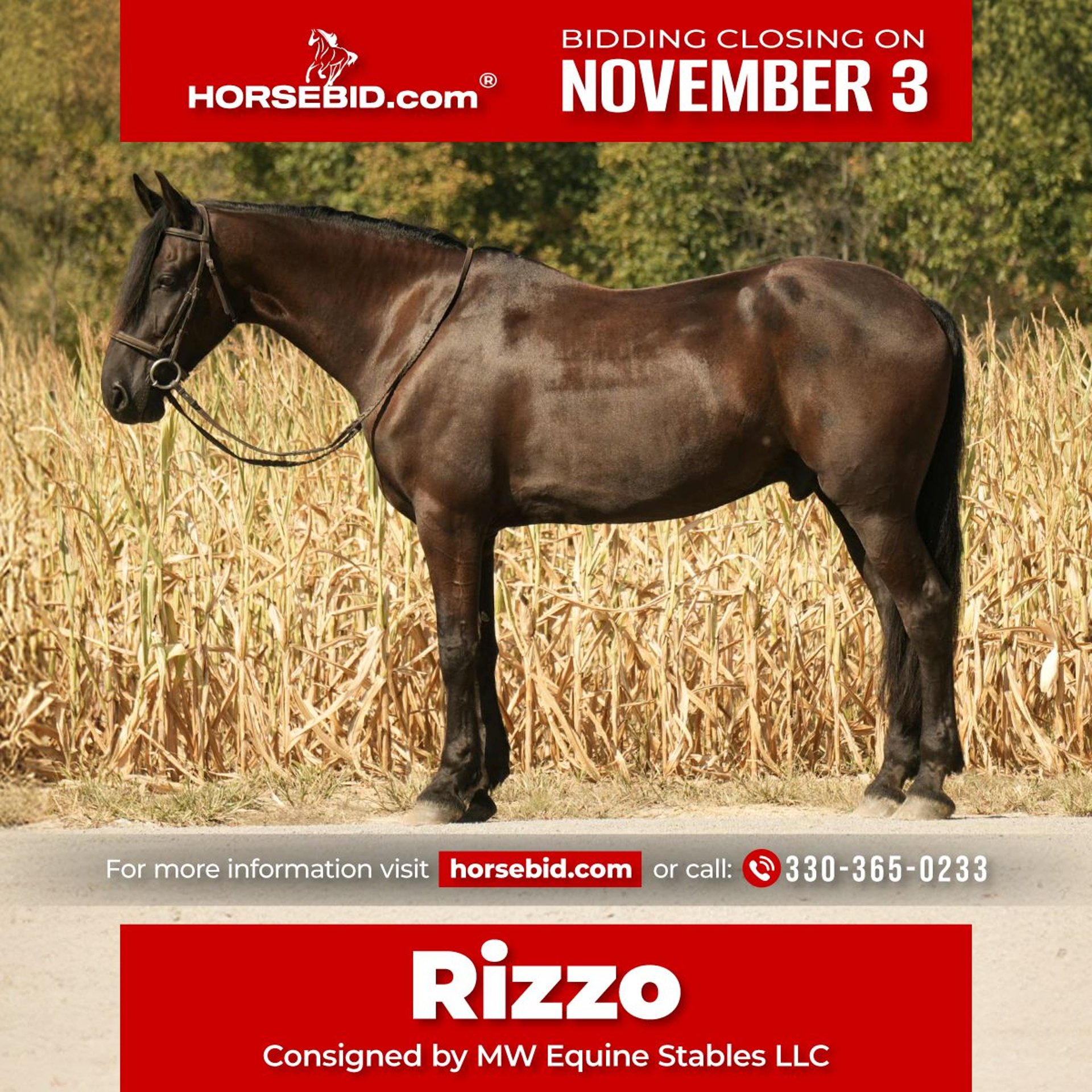 Friesian horses Mix Gelding 10 years 16,3 hh Black in Fresno