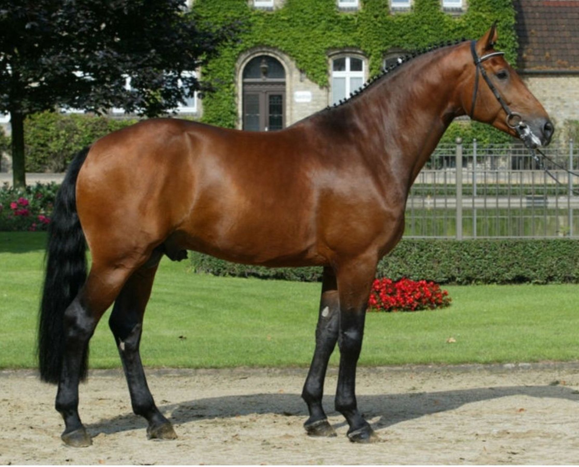 Westphalien Étalon Bai in Mansfeld