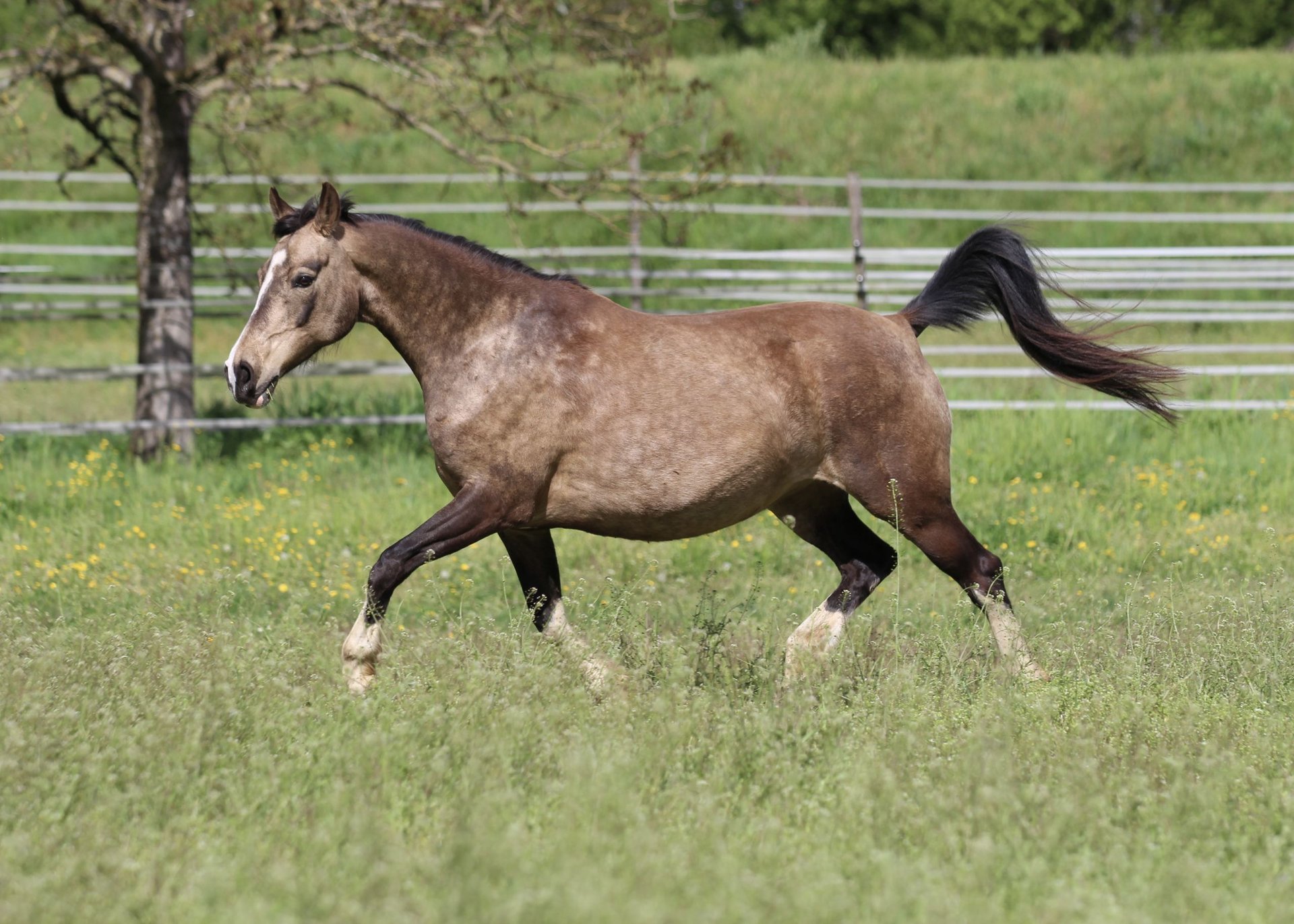 German Riding Pony Mare 12 years 13,3 hh Buckskin in Waldshut-Tiengen