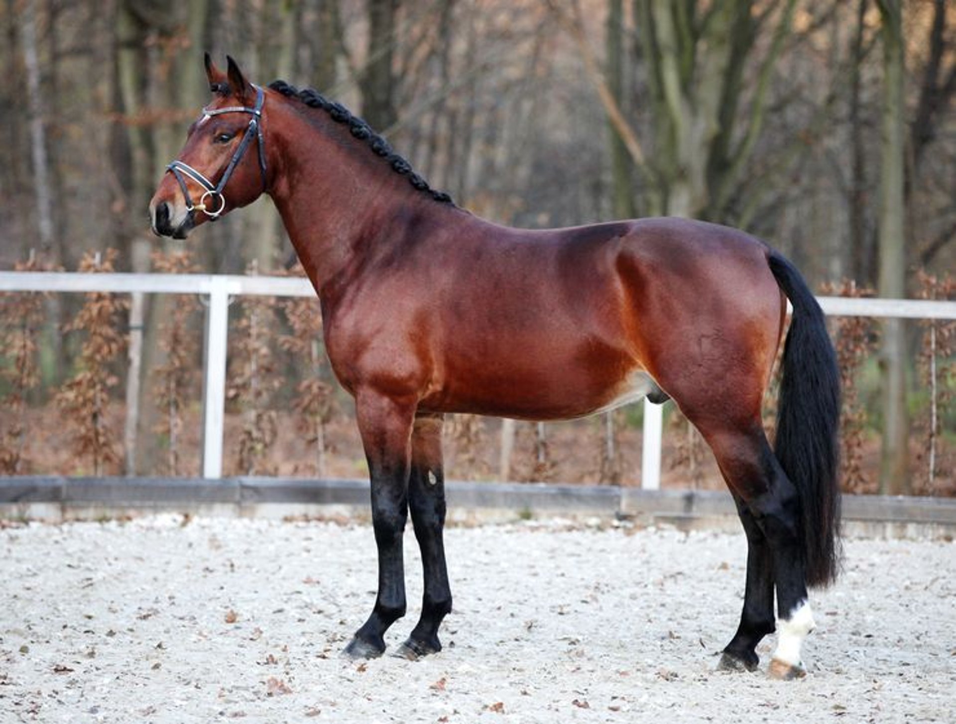 Schweres Warmblut Hengst Brauner in Wilsdruff