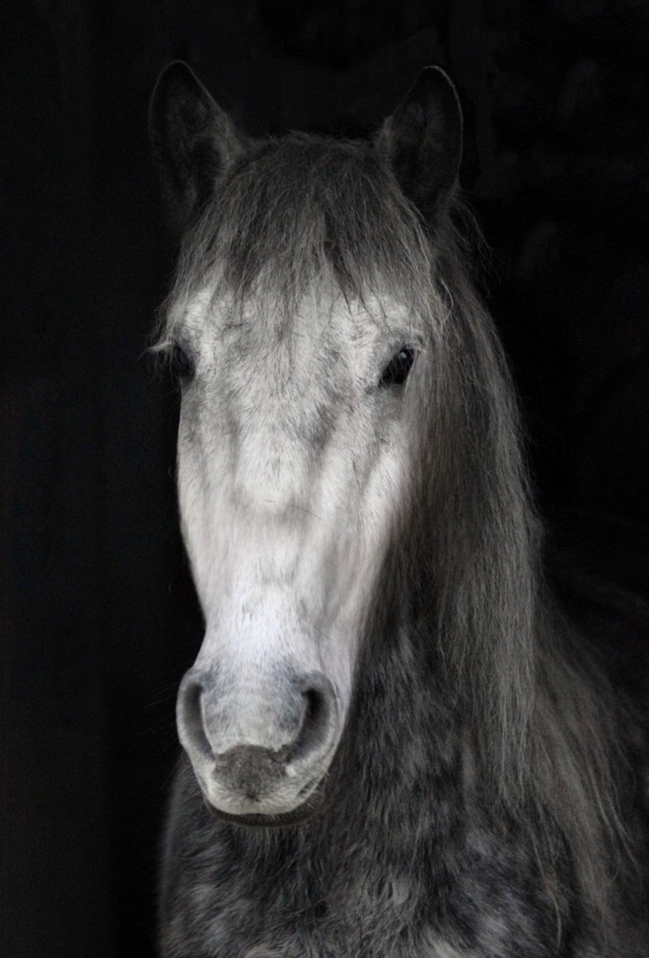 Andalusian Mix Gelding 8 years 14,3 hh Gray-Dapple in Scheibenberg