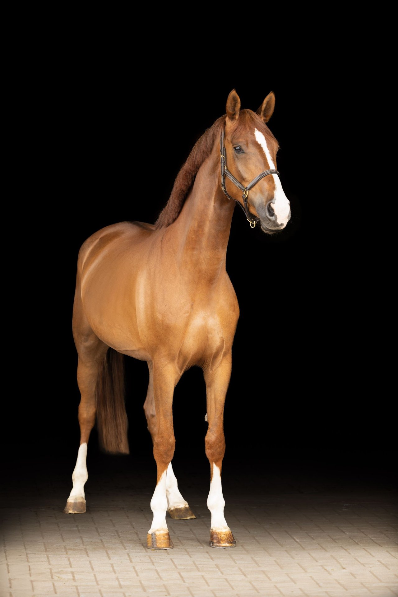 Hanoverian Mare 4 years 16,2 hh Chestnut in Gifhorn