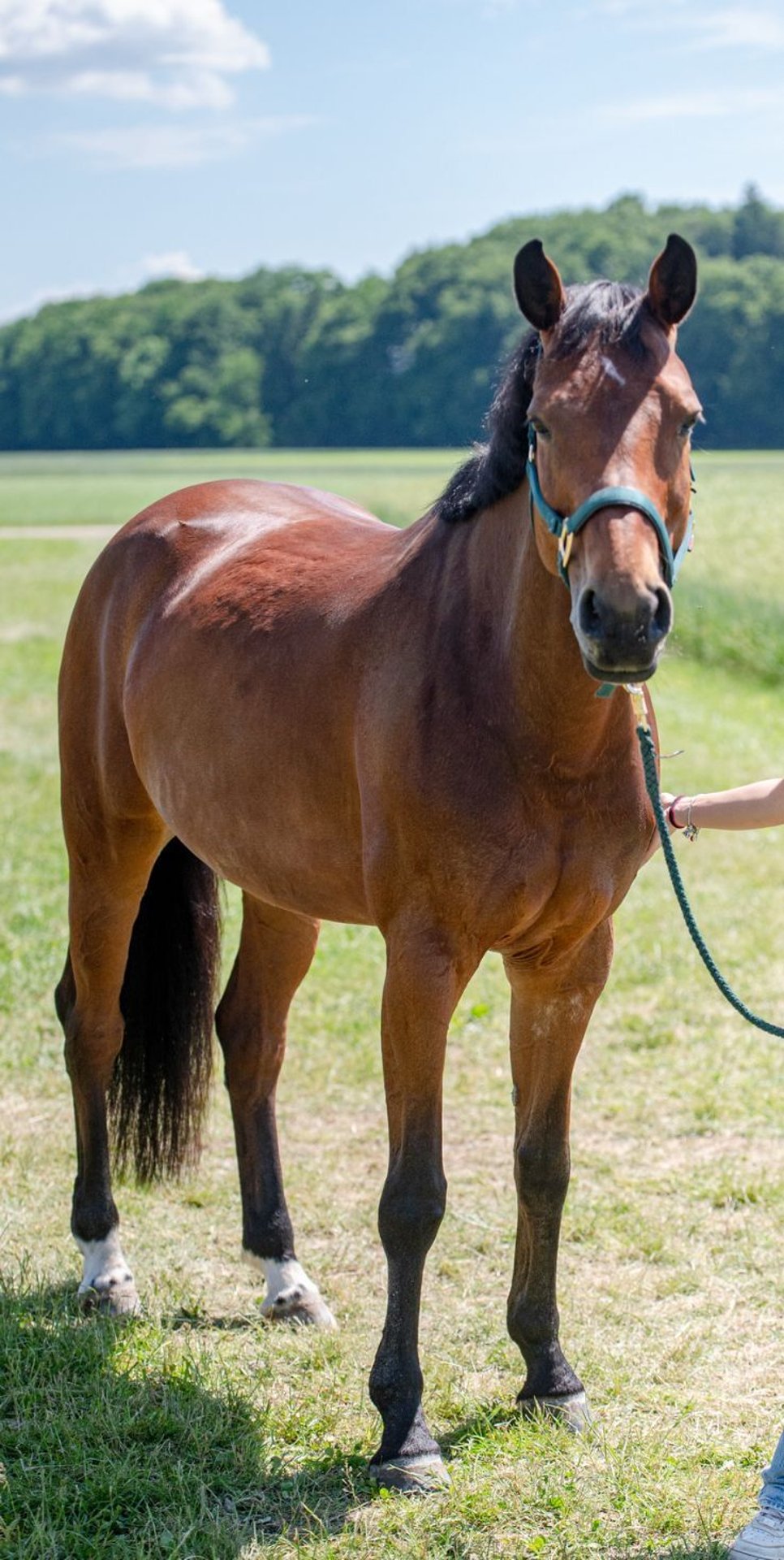 Russian Saddle Horse Mare 7 years 16,1 hh Brown in StammhamMarktl