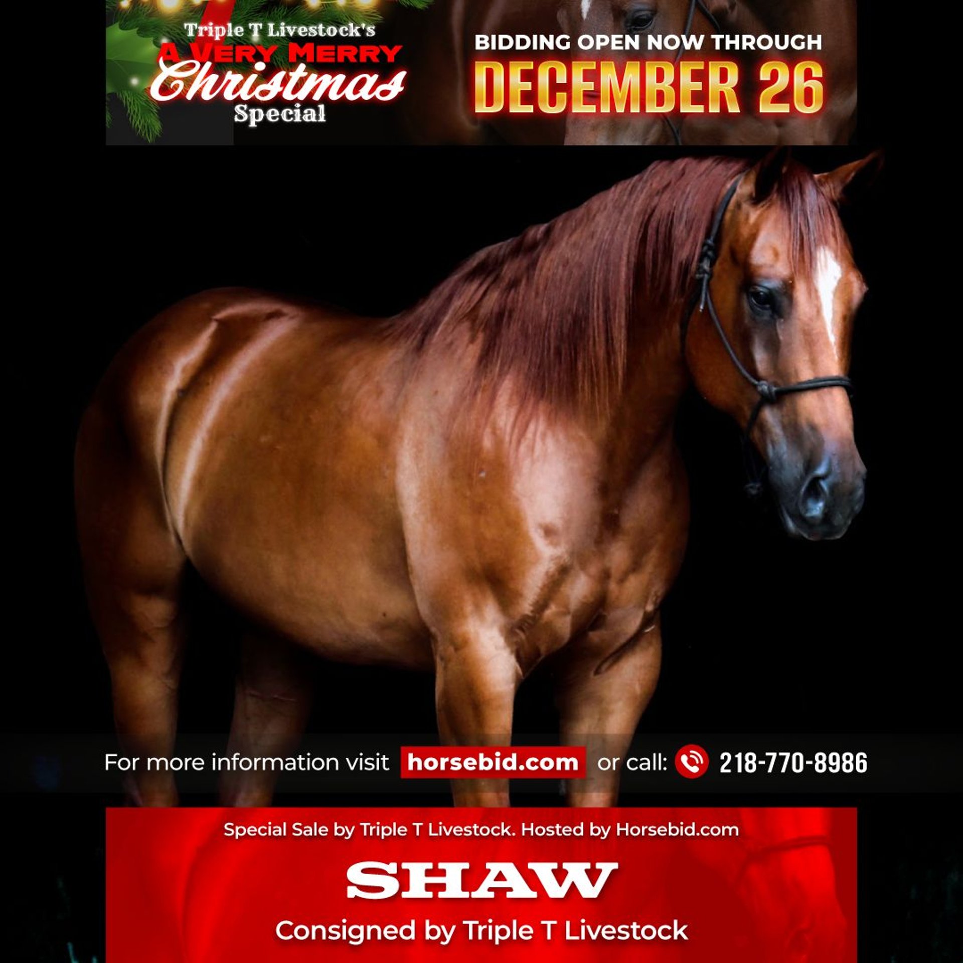 American Quarter Horse Gelding 6 years 15,2 hh Sorrel in Nevis, MN