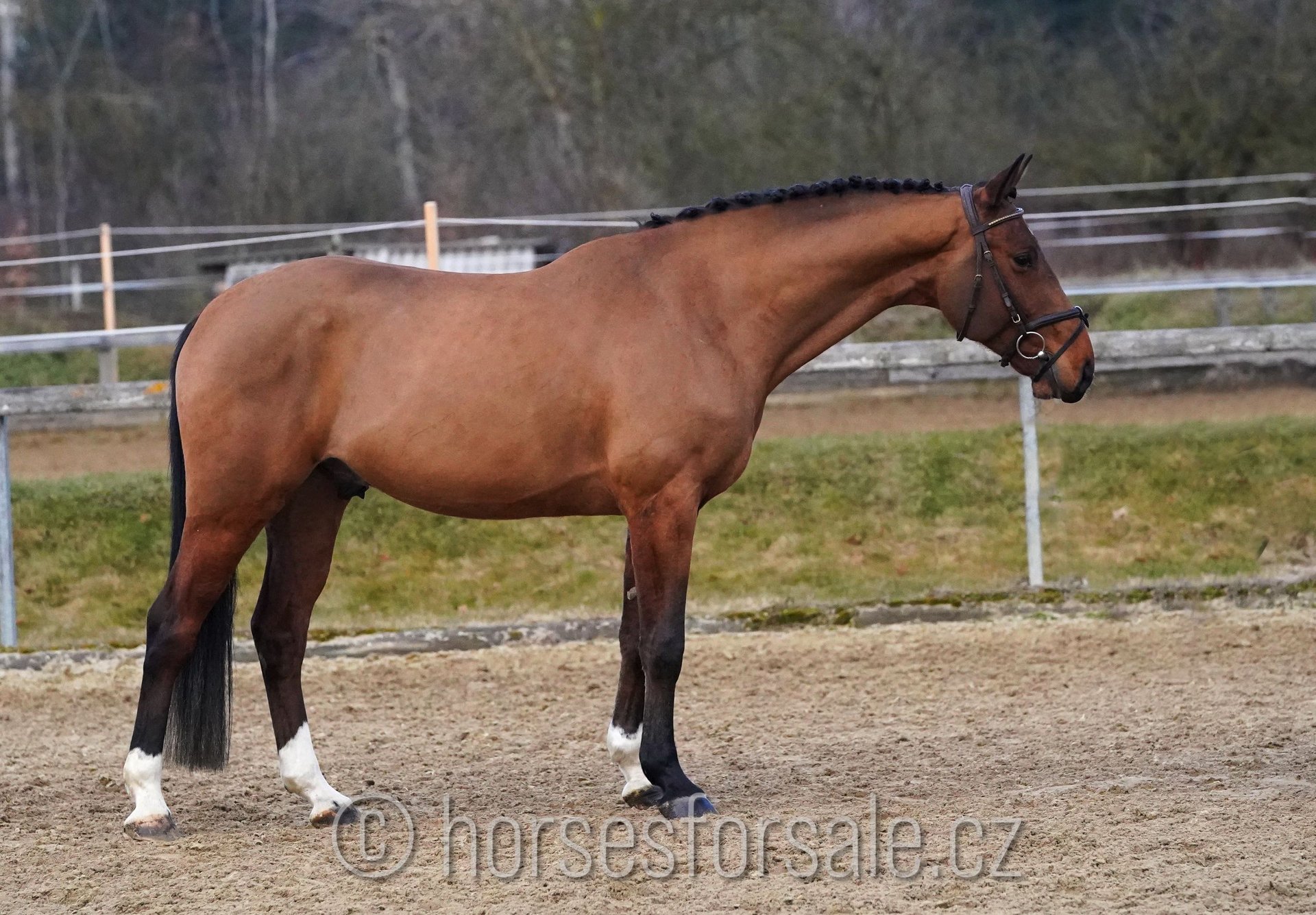 Oldenburger Springpferd Wallach 5 Jahre 163 cm Brauner in Ceske Budejovice