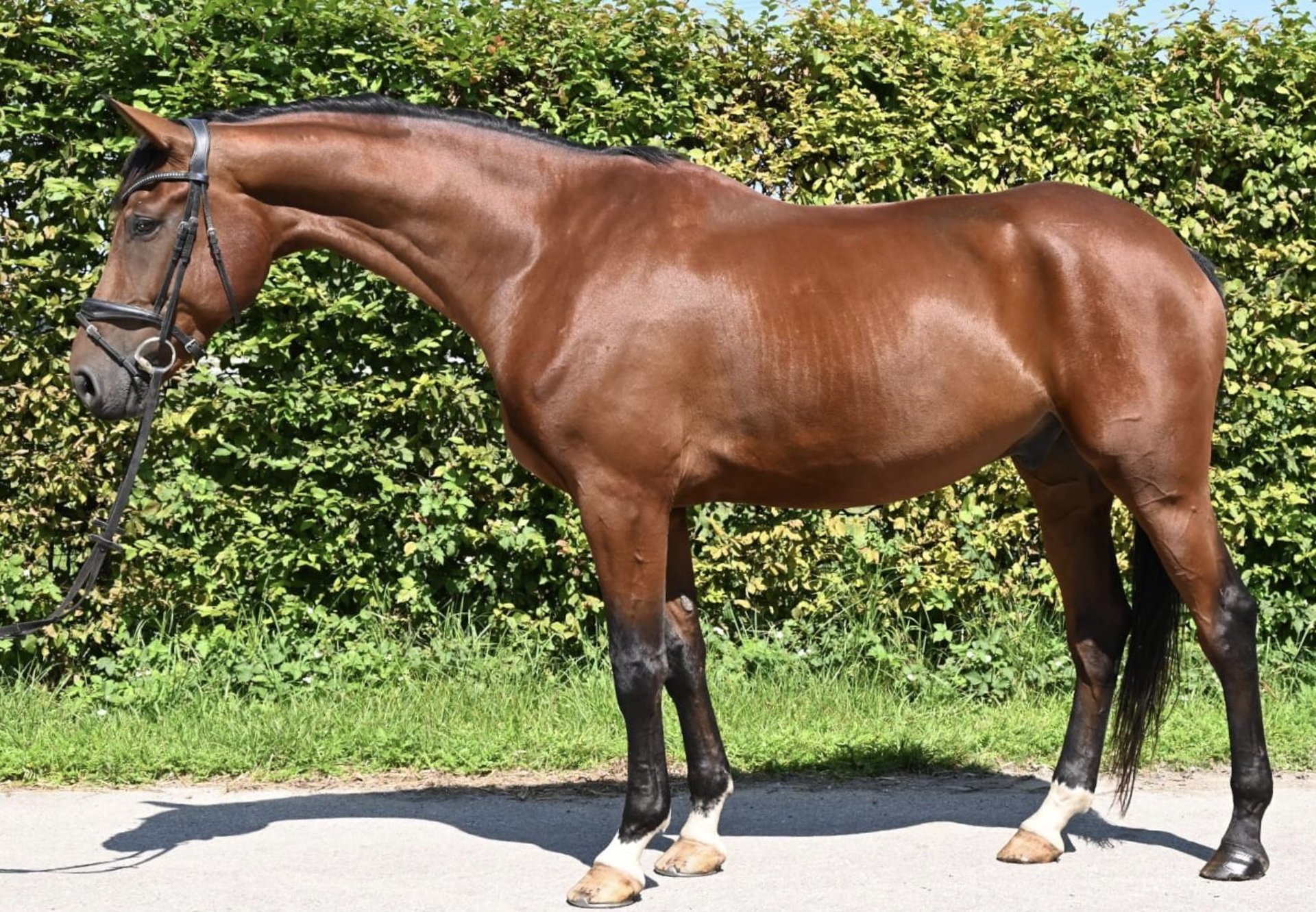 German Sport Horse Gelding 6 years 17 hh Brown in Karlsfeld