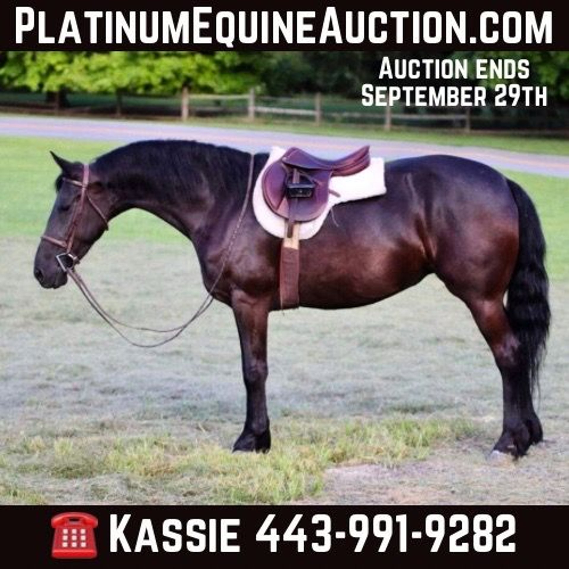 Friesian horses Mare 10 years 15,2 hh Black in Marshall MO
