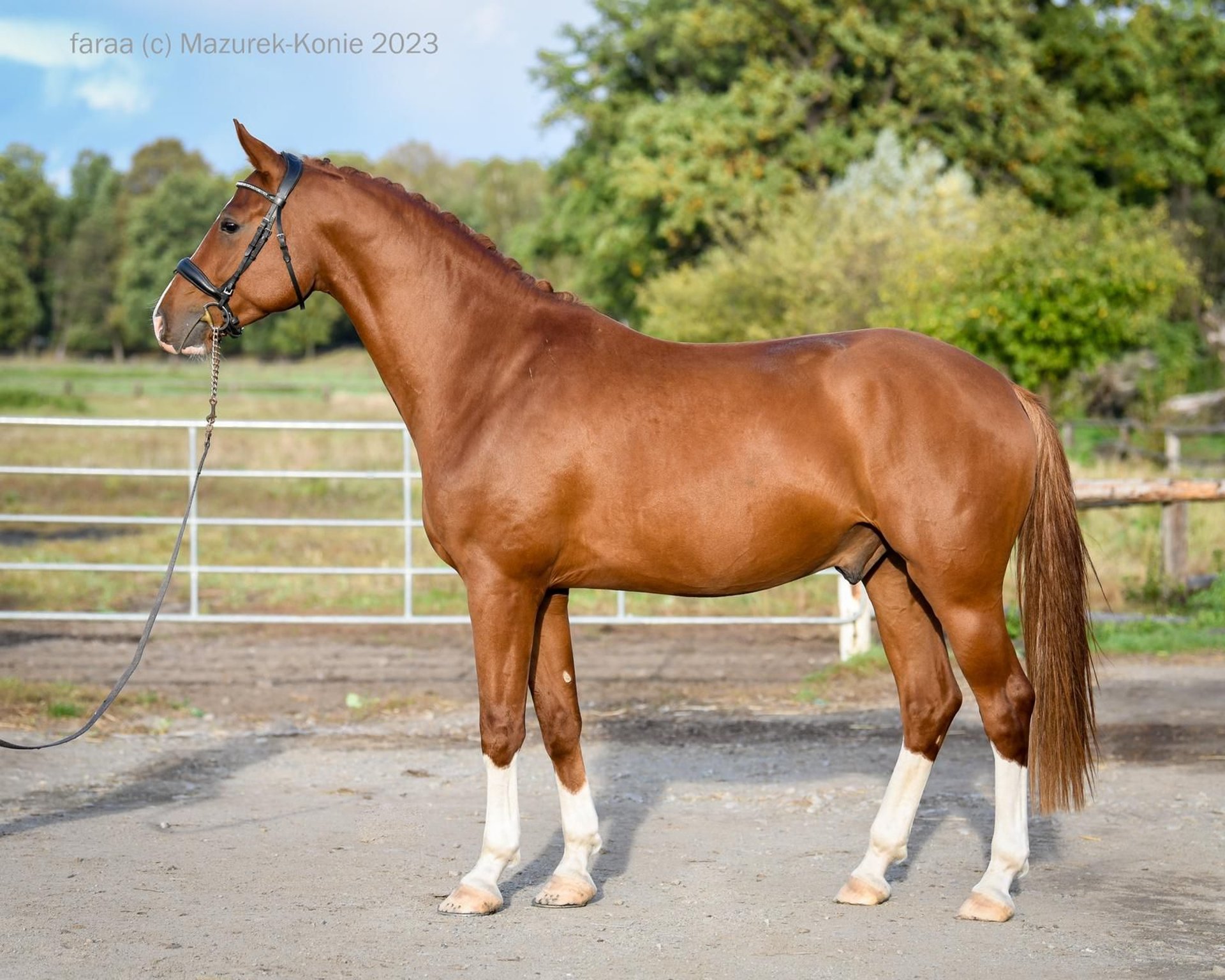 Polnisches Halbblut Wallach 4 Jahre 164 cm Fuchs in Świdnica