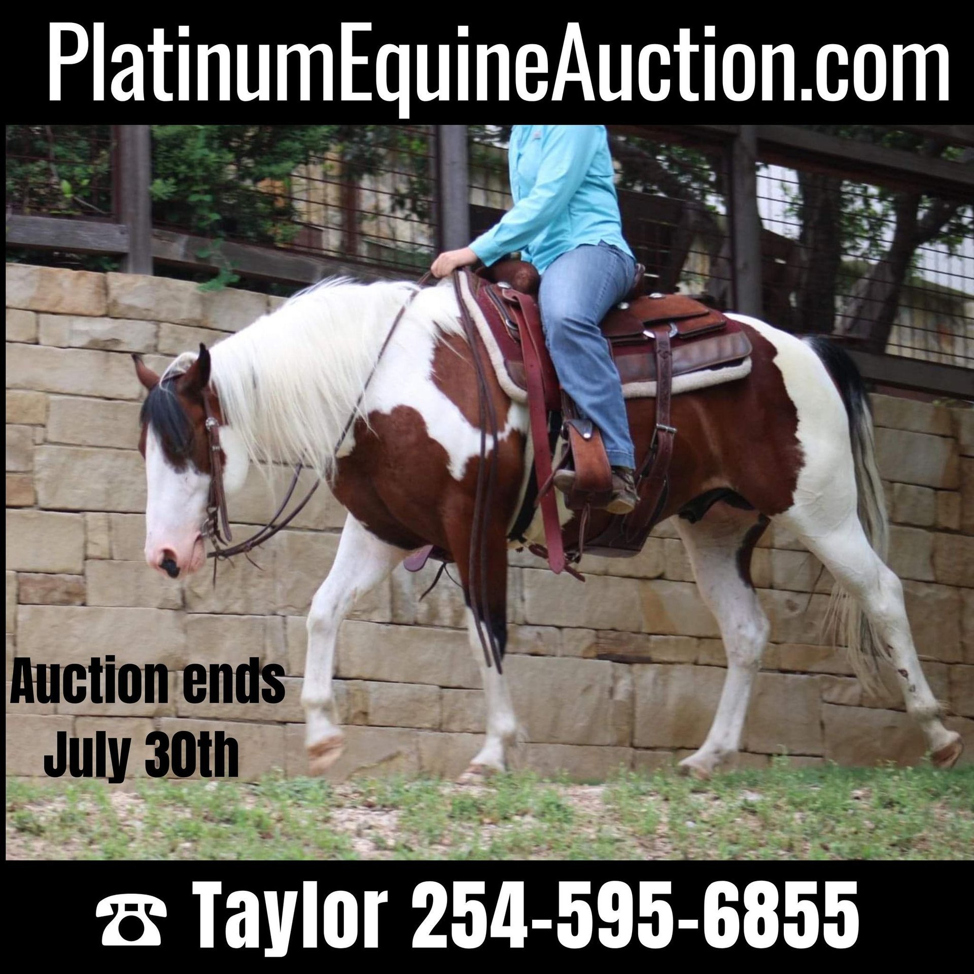 American Quarter Horse Gelding 8 years 14,1 hh Tobiano-all-colors in ...