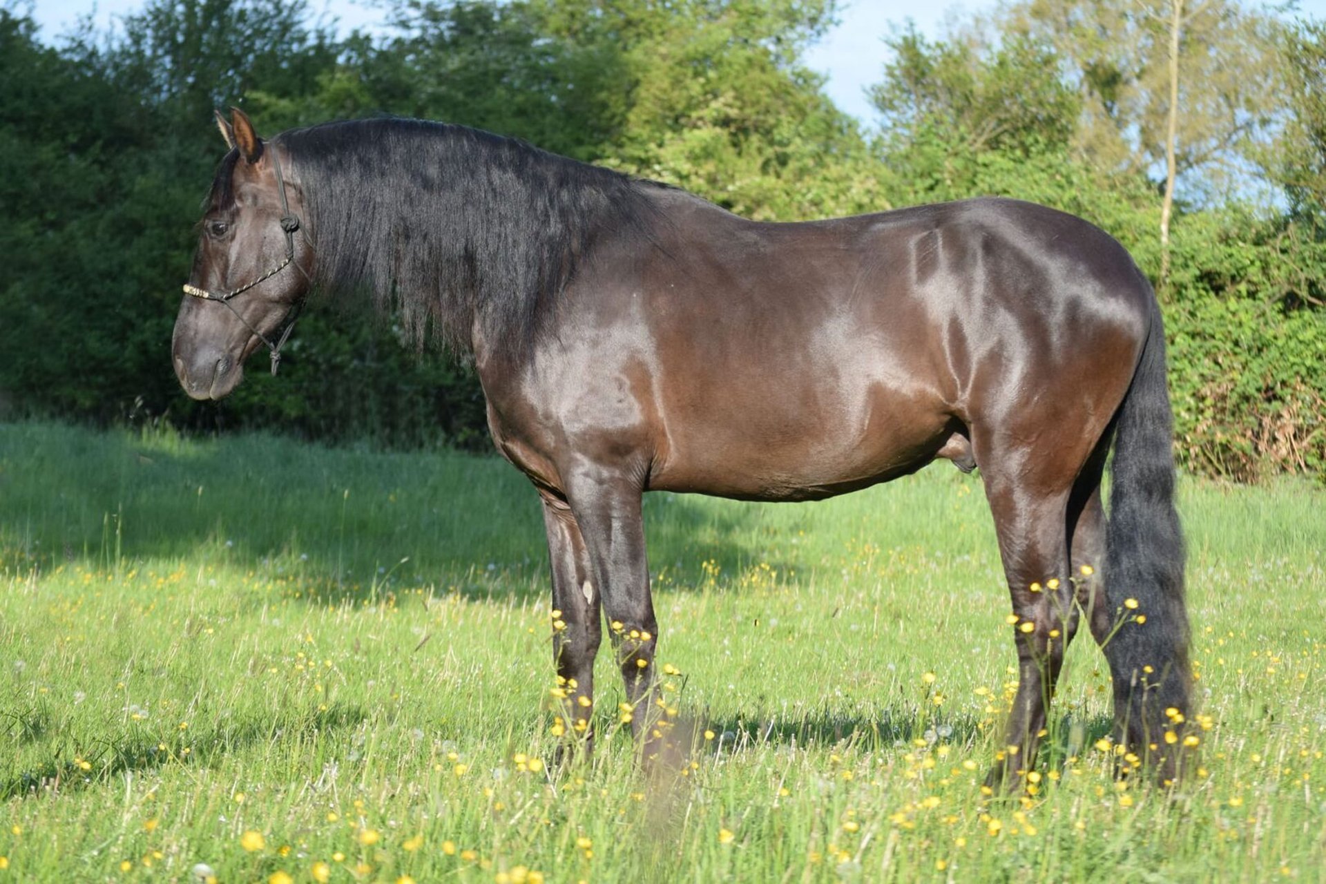 PRE Mix Hengst 4 Jahre 168 cm Rappe in Moosinning