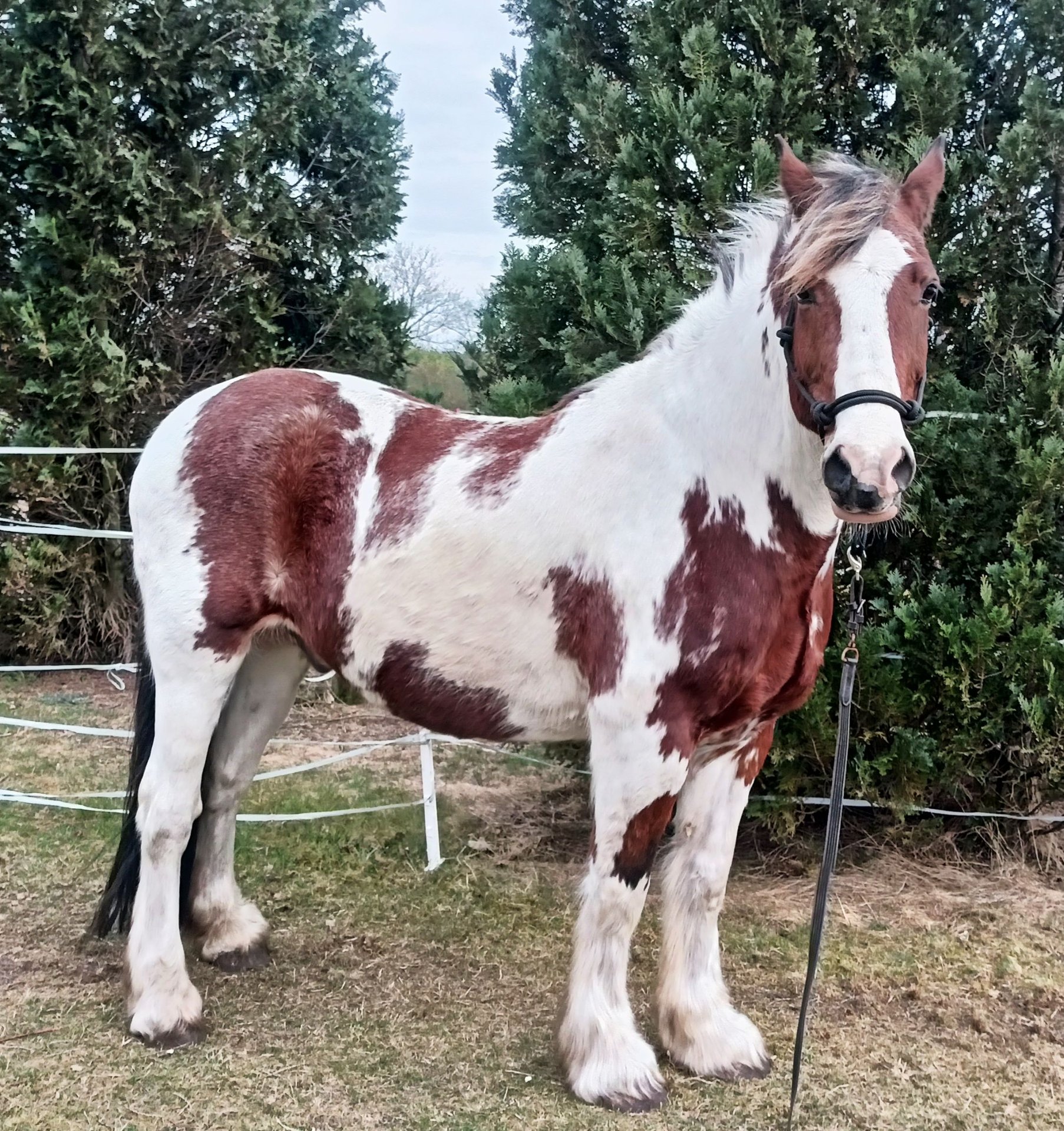 Tinker Mix Ruin 15 Jaar 160 cm Gevlekt-paard in Winsen (Aller)
