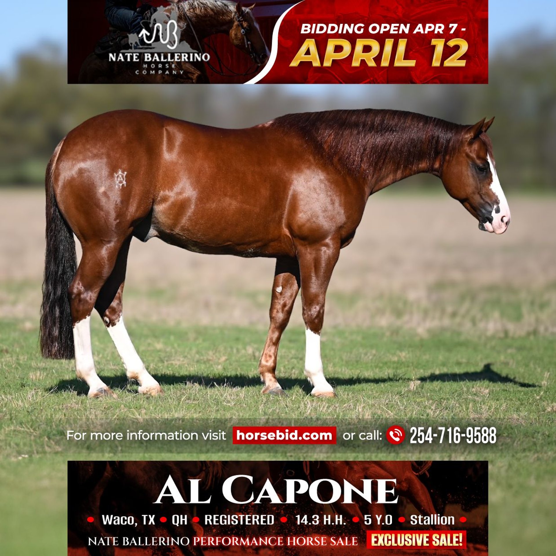 American Quarter Horse Stallion 5 years 14,3 hh Sorrel in Waco, TX