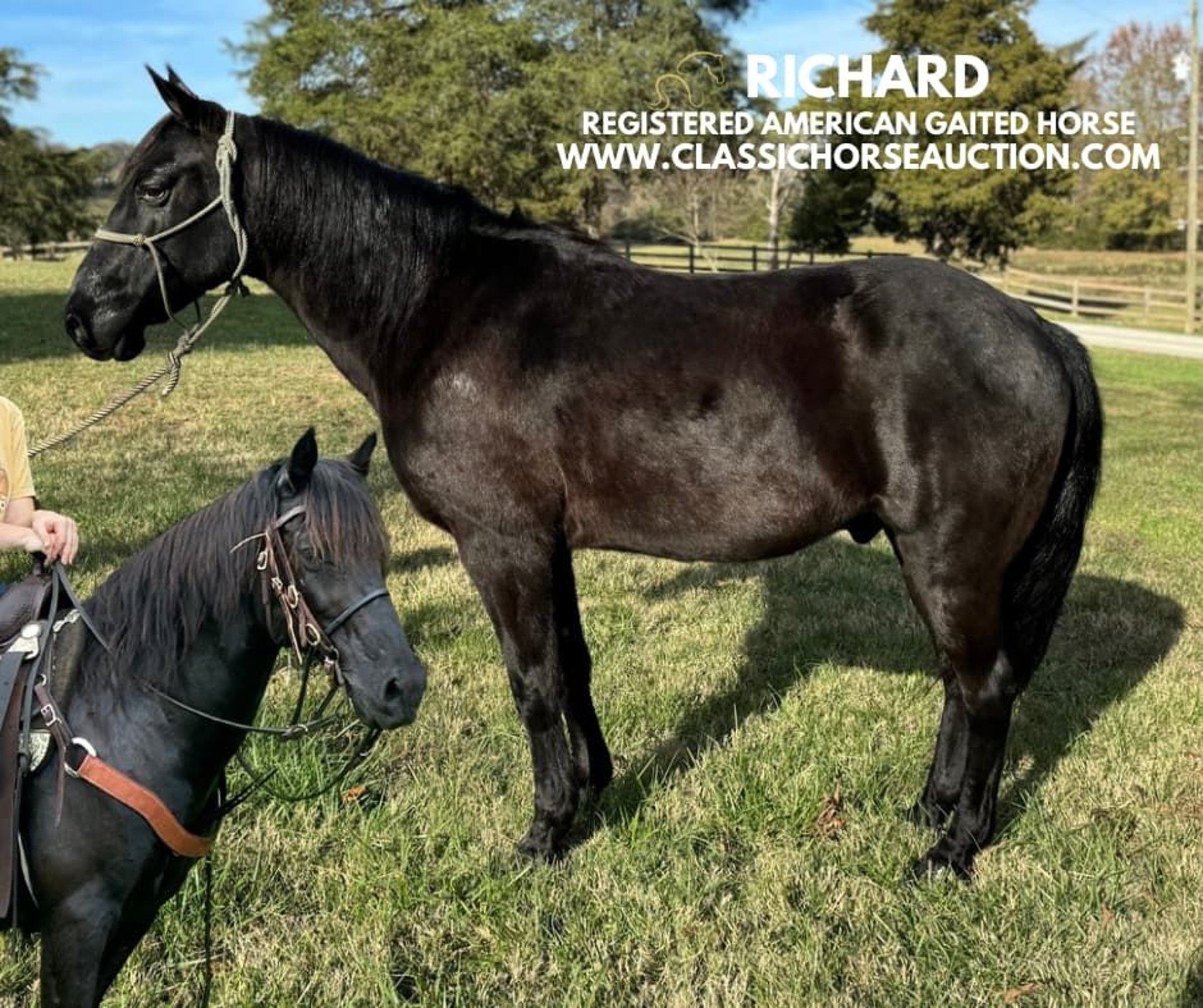 Tennessee Walking Horse Wallach 9 Jahre 132 cm Rappe in Fayetteville, TN