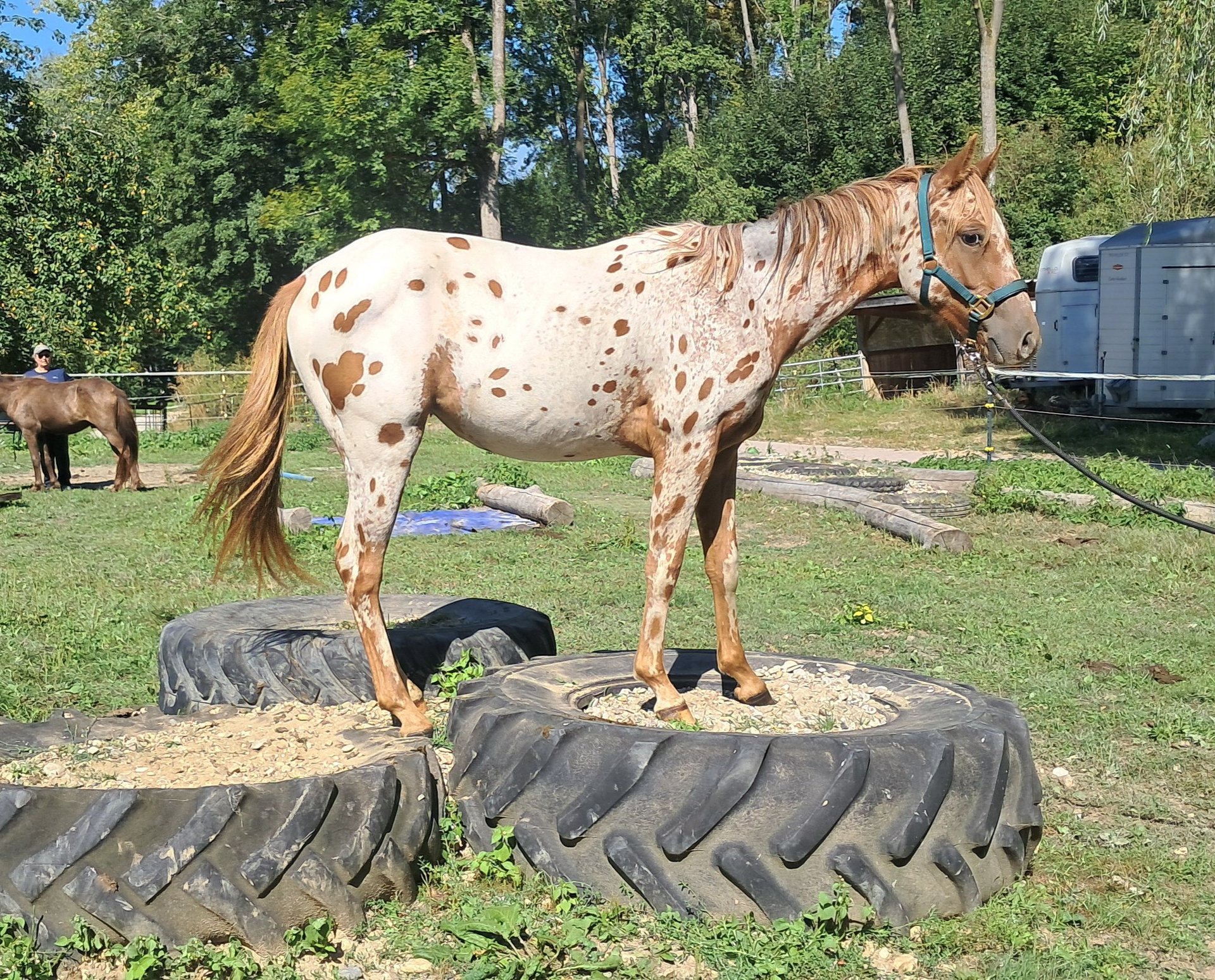 Pony of the Americas Mare 2 years 13,2 hh Leopard-Piebald in Bayerbach
