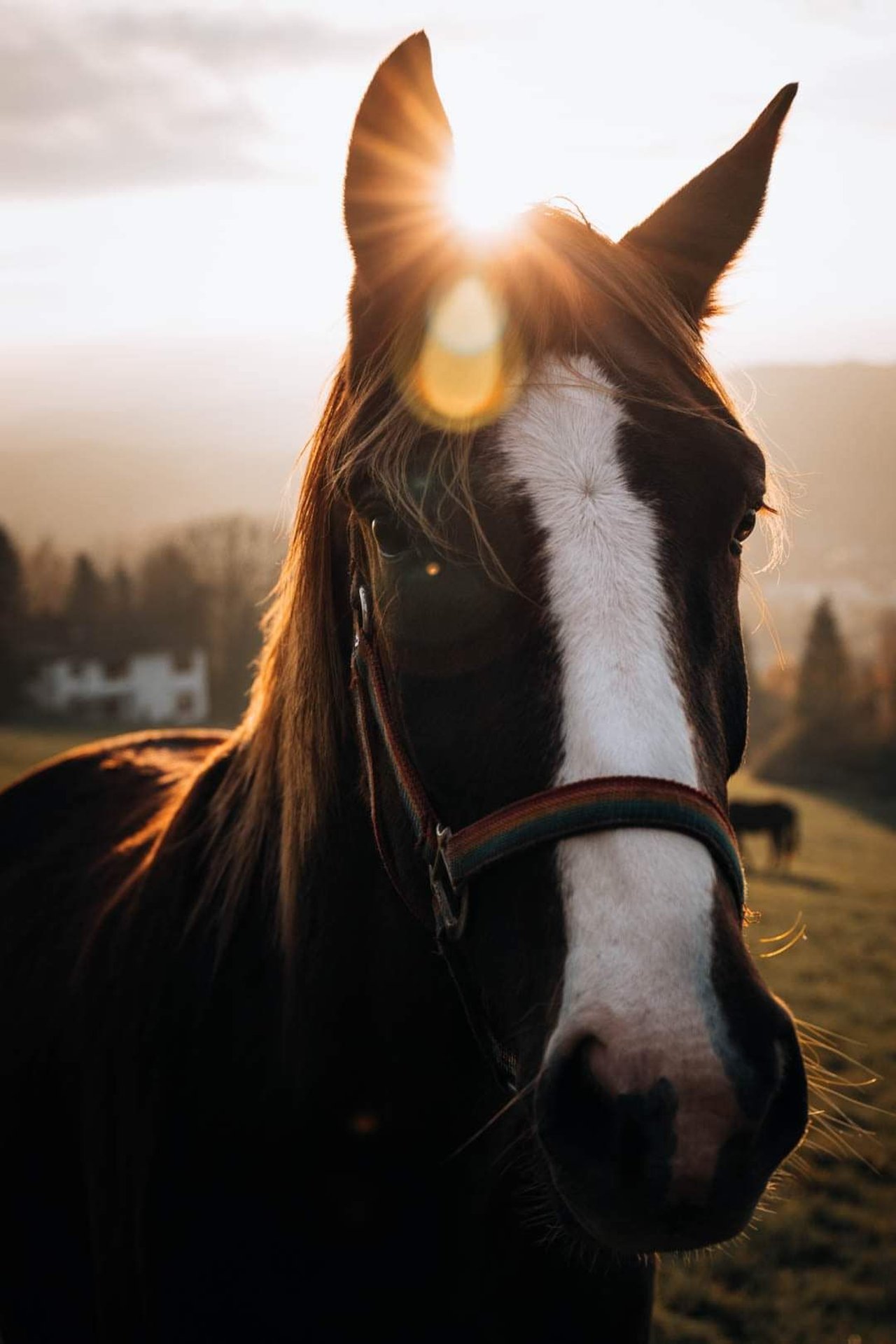 KWPN Wallach 6 Jahre Dunkelfuchs in Wachtberg