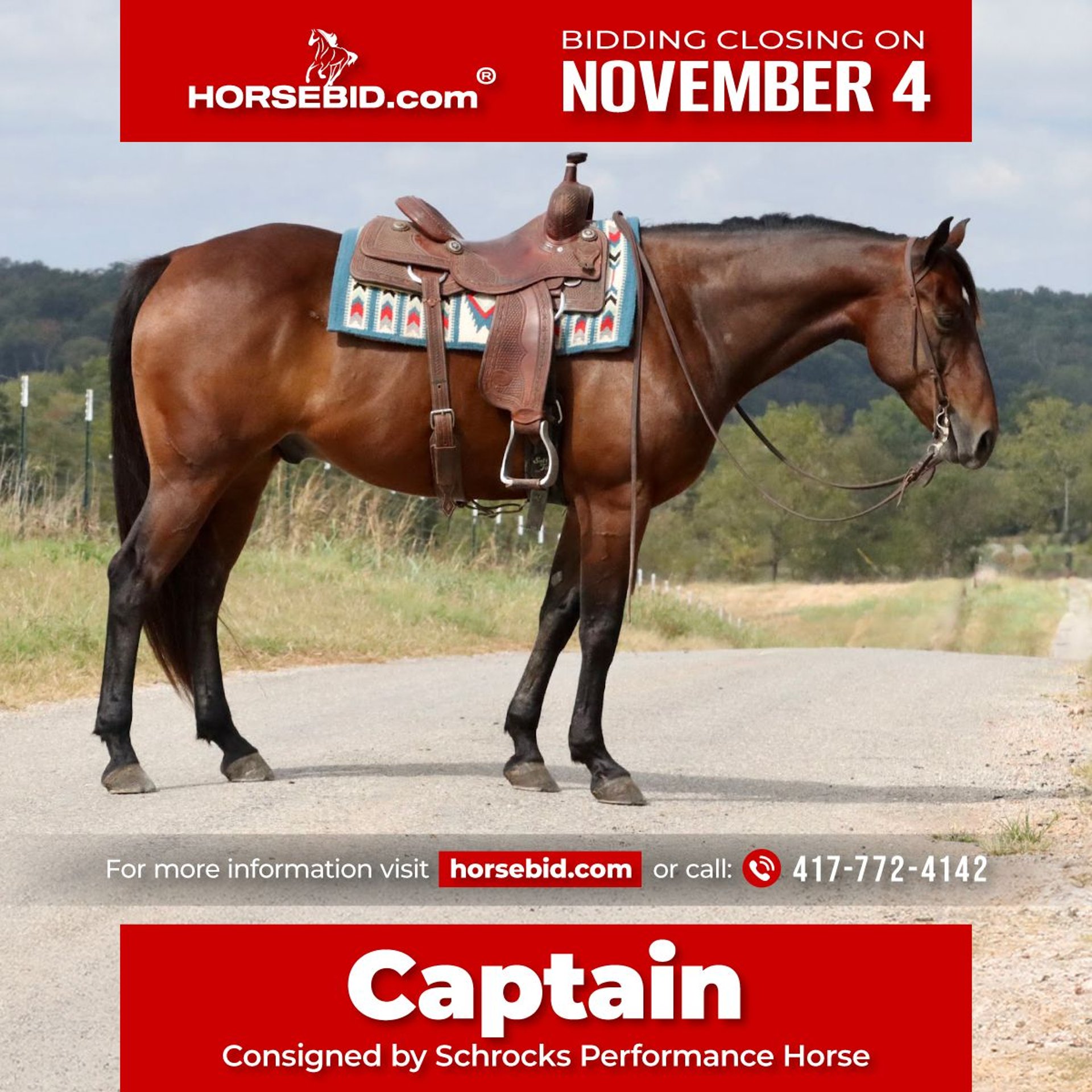 American Quarter Horse Gelding 12 years 15,3 hh Bay in Purdy, MO