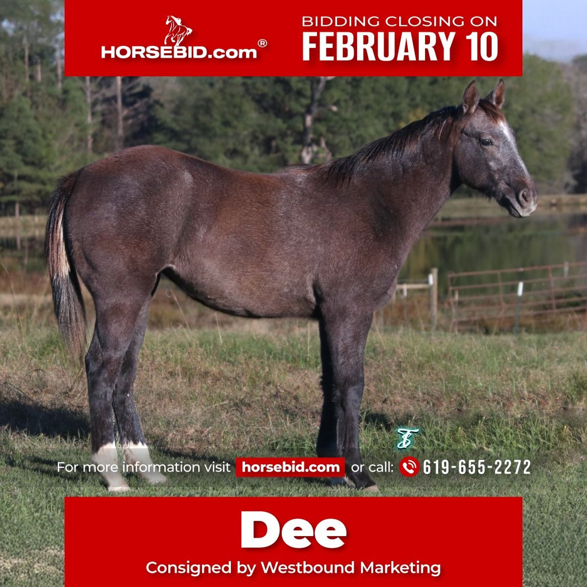 American Quarter Horse Mare 1 year Gray in Carthage, TX