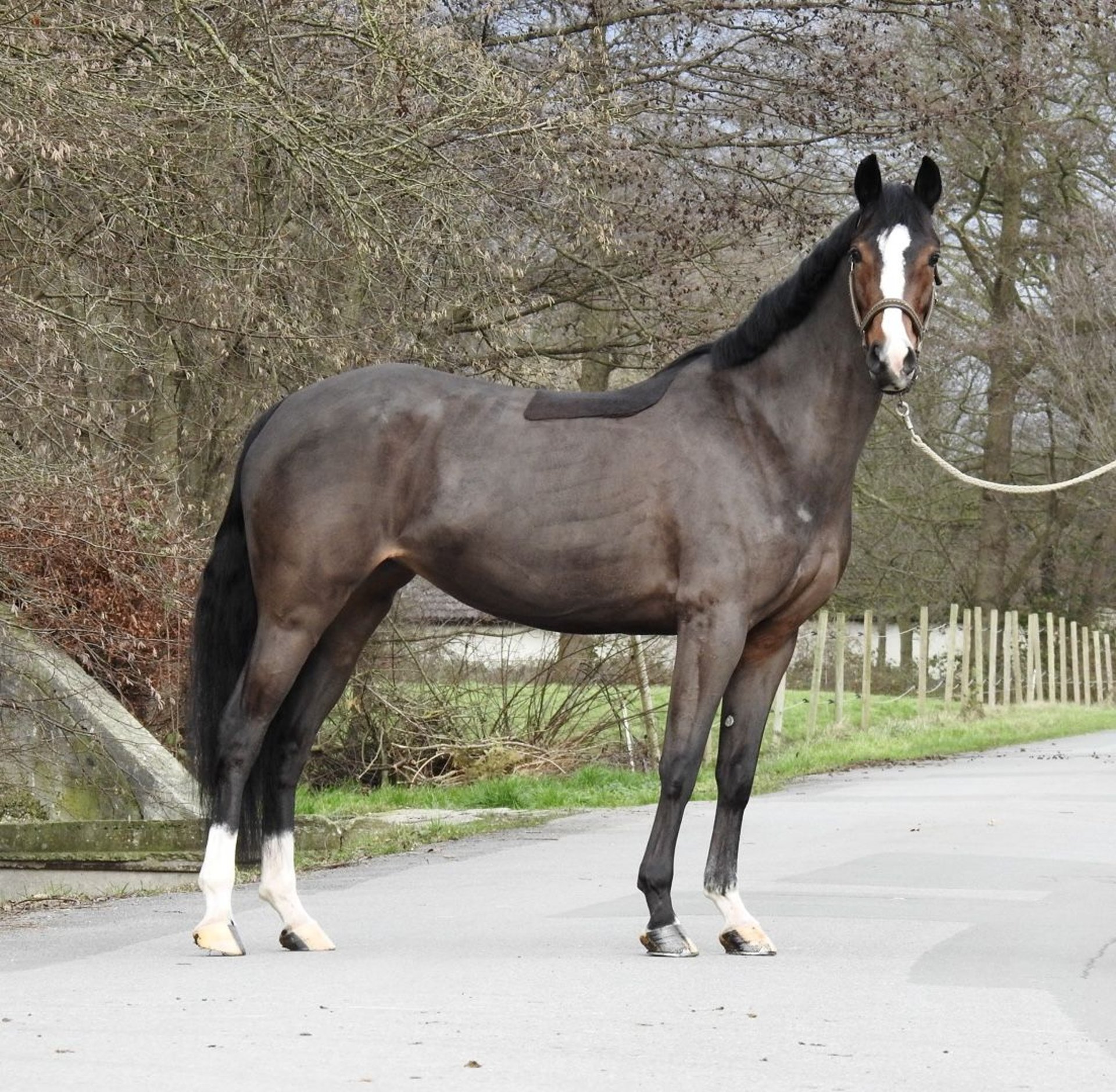 German Riding Pony Mare 6 years 14,1 hh Bay-Dark in Verl