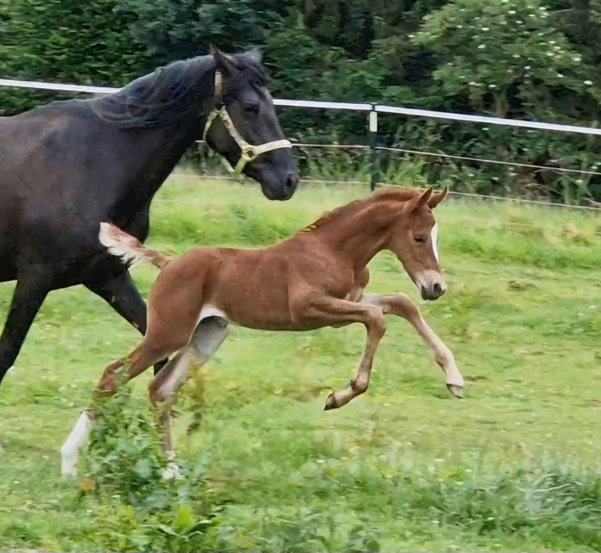 Mustang (american) Mare Foal (06/2024) 14,2 hh Chestnut-Red in Maxsain
