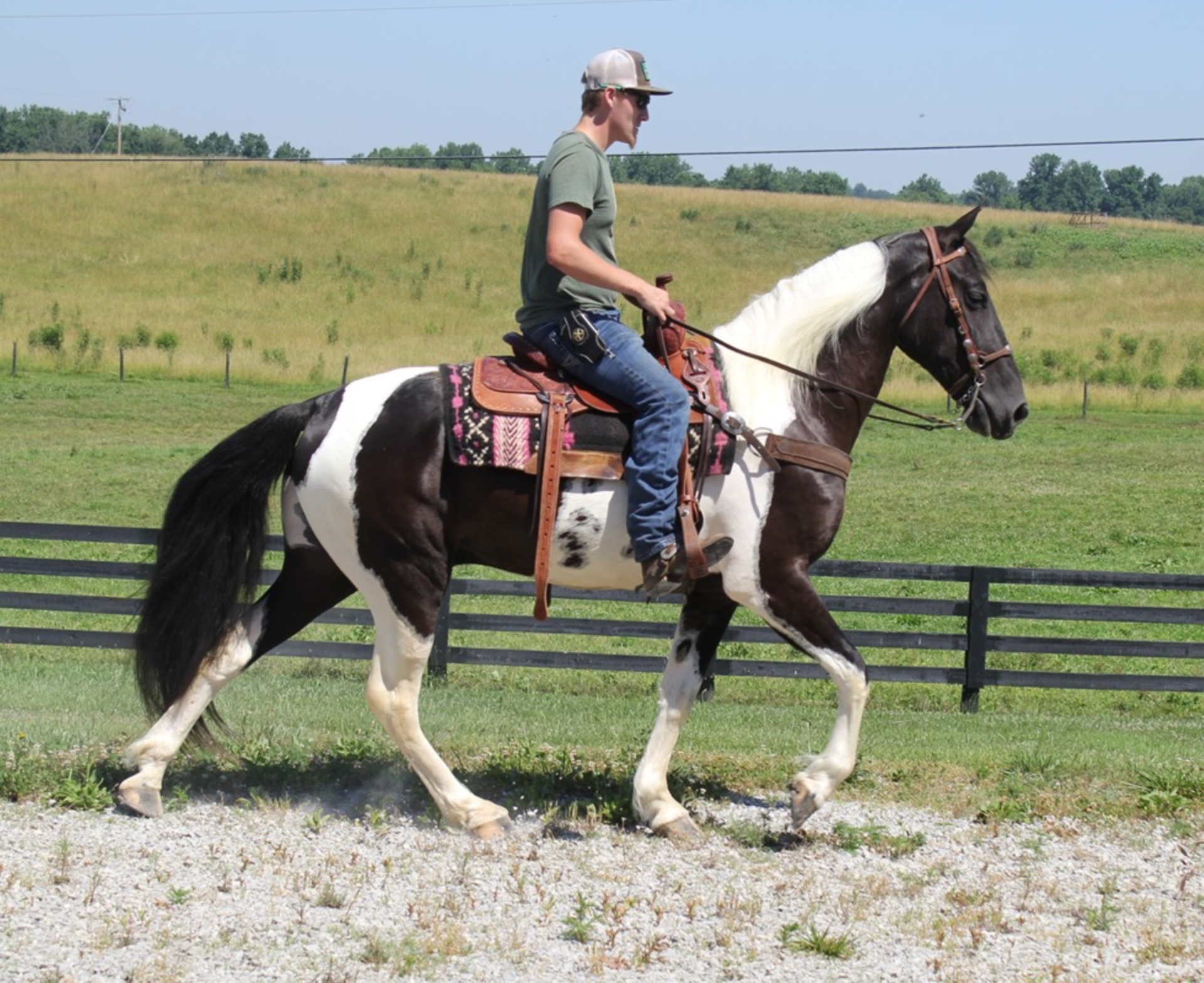 Tennessee Walking Horse Wallach 8 Jahre Tobiano-alle-Farben in Mount vernon KY